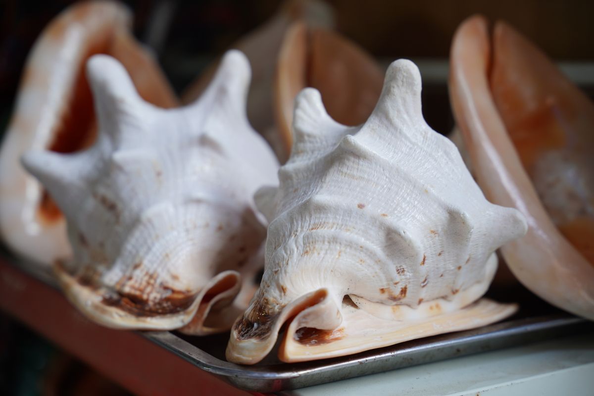 Conch Shell Photos, Download The BEST Free Conch Shell Stock Photos ...
