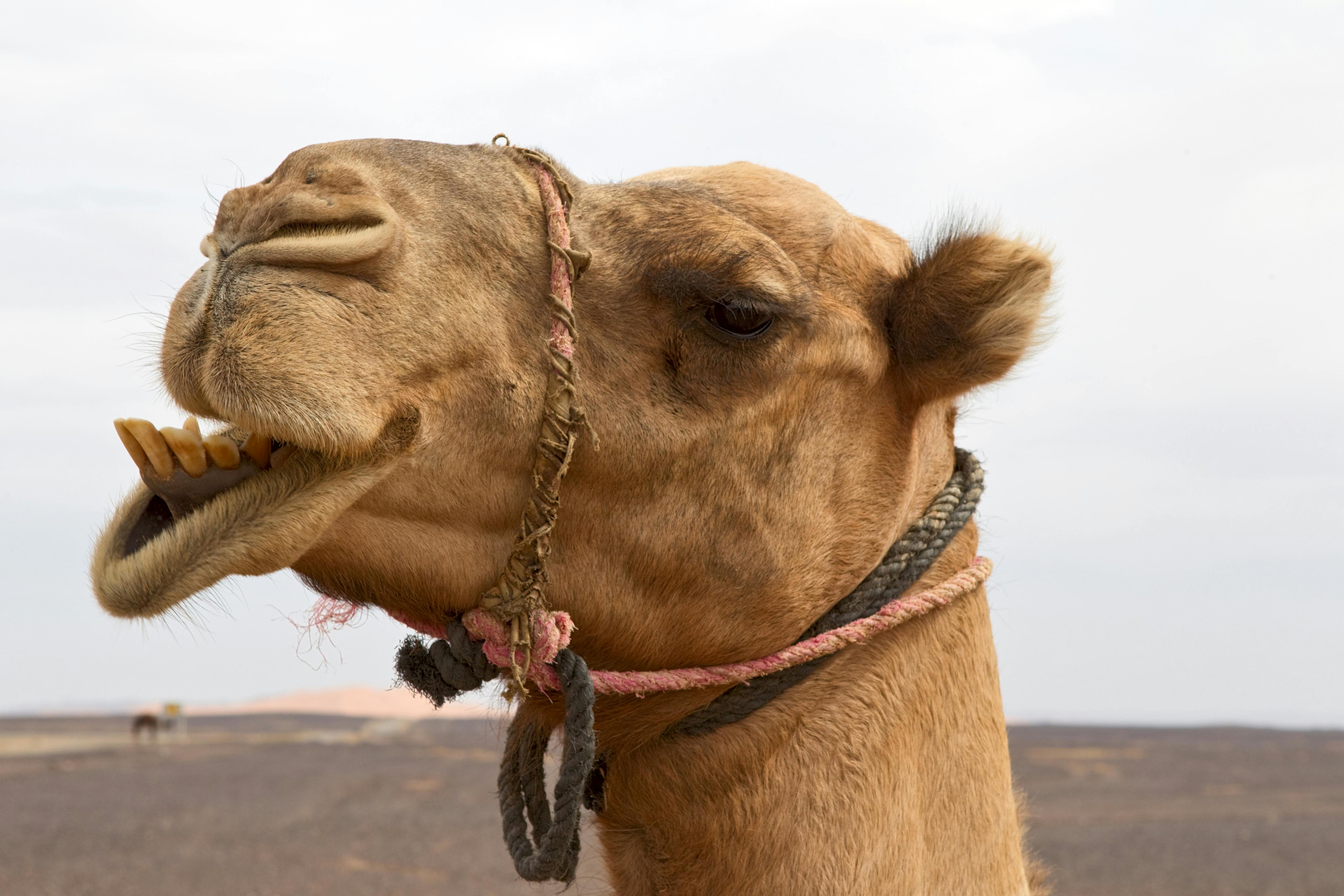 Brown Camel · Free Stock Photo