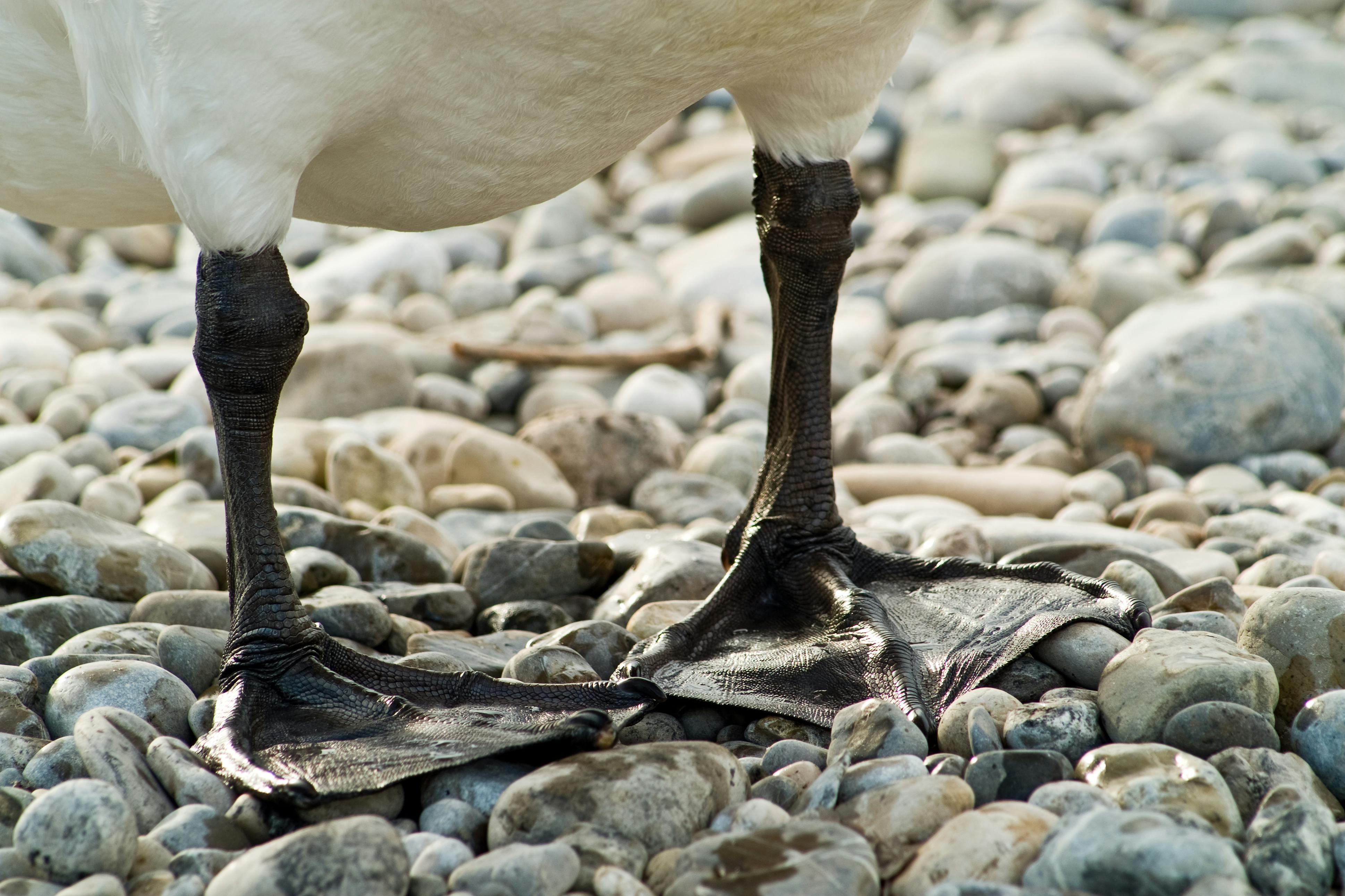 Close-up of Swan's Feet on Pebble Beach · Free Stock Photo
