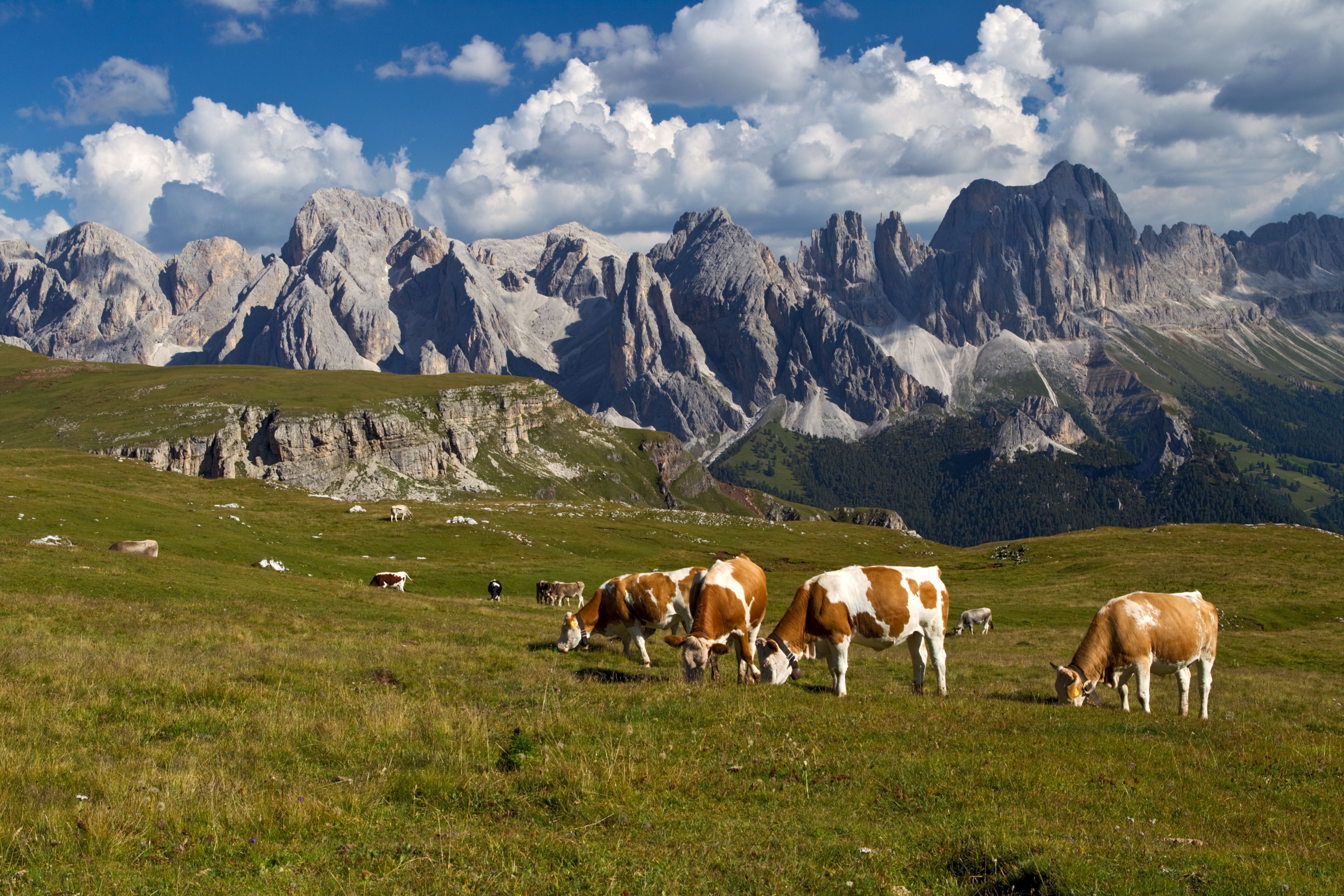 Cows Grazing in the Italian Dolomites · Free Stock Photo