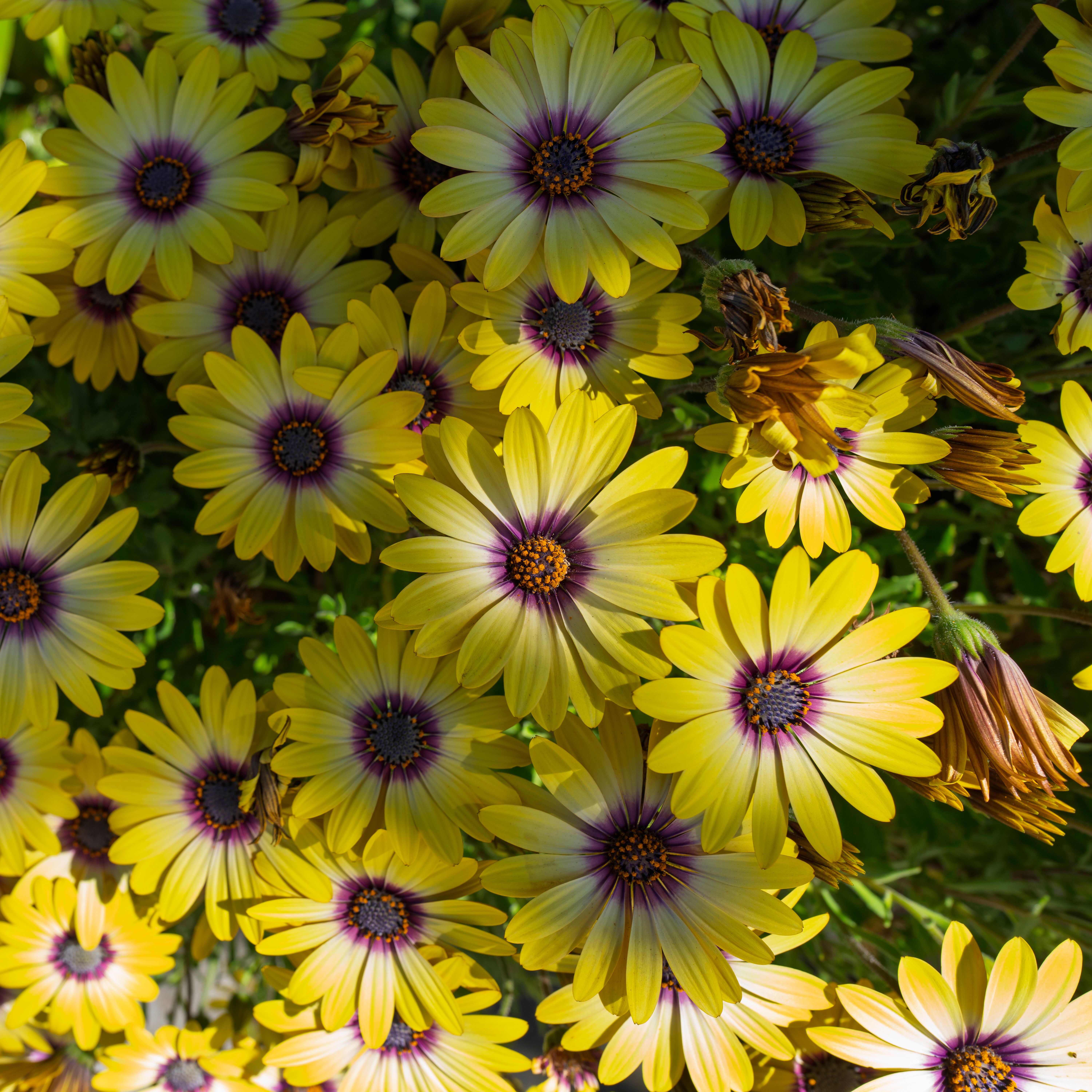 Vibrant Yellow African Daisies in Full Bloom · Free Stock Photo