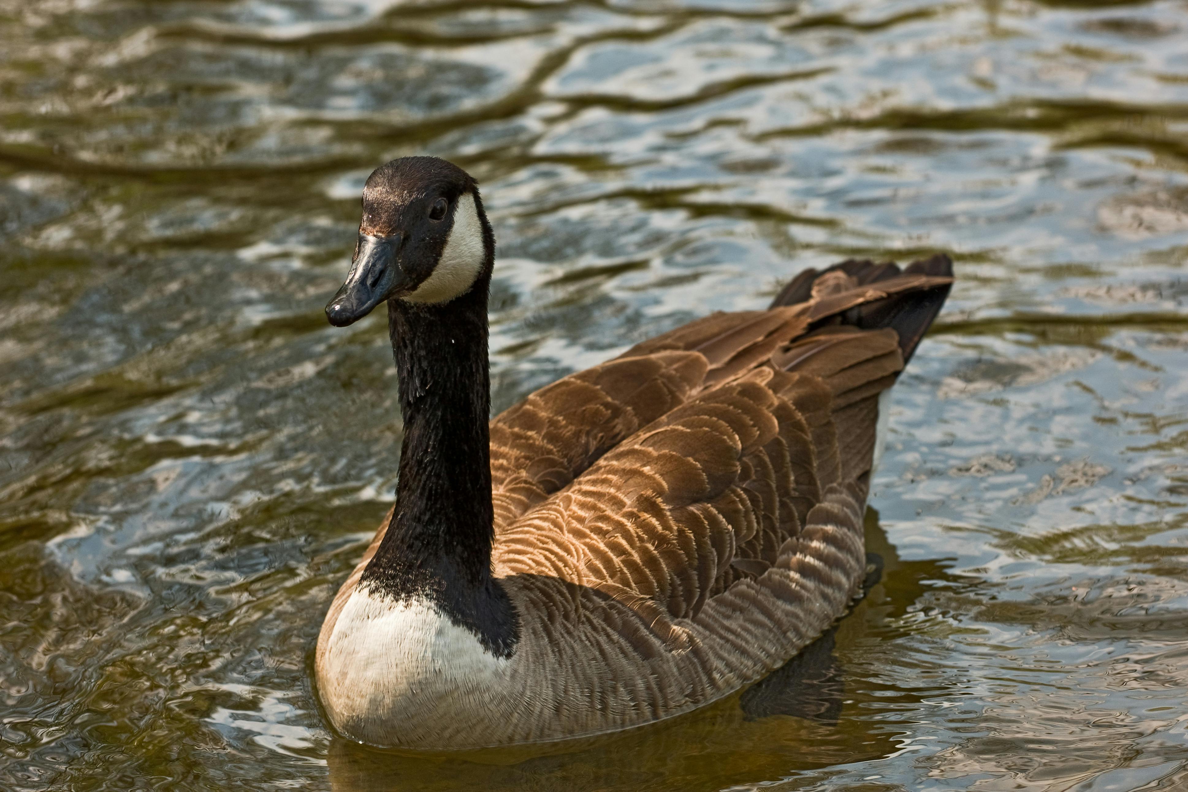 Geese Photos, Download The BEST Free Geese Stock Photos & HD Images