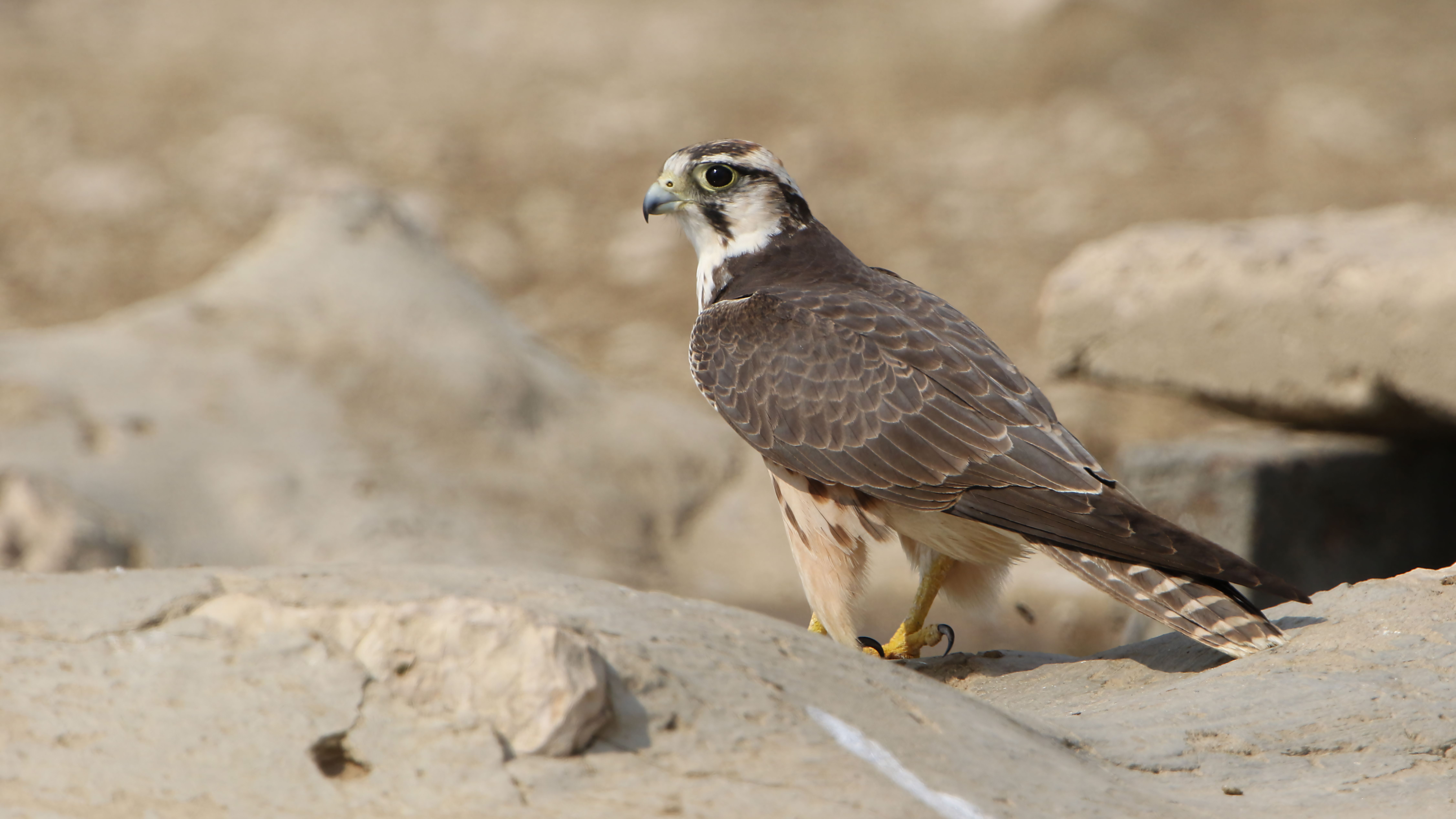 Lanner Falcon (Falco biarmicus) on Rocky Terrain · Free Stock Photo