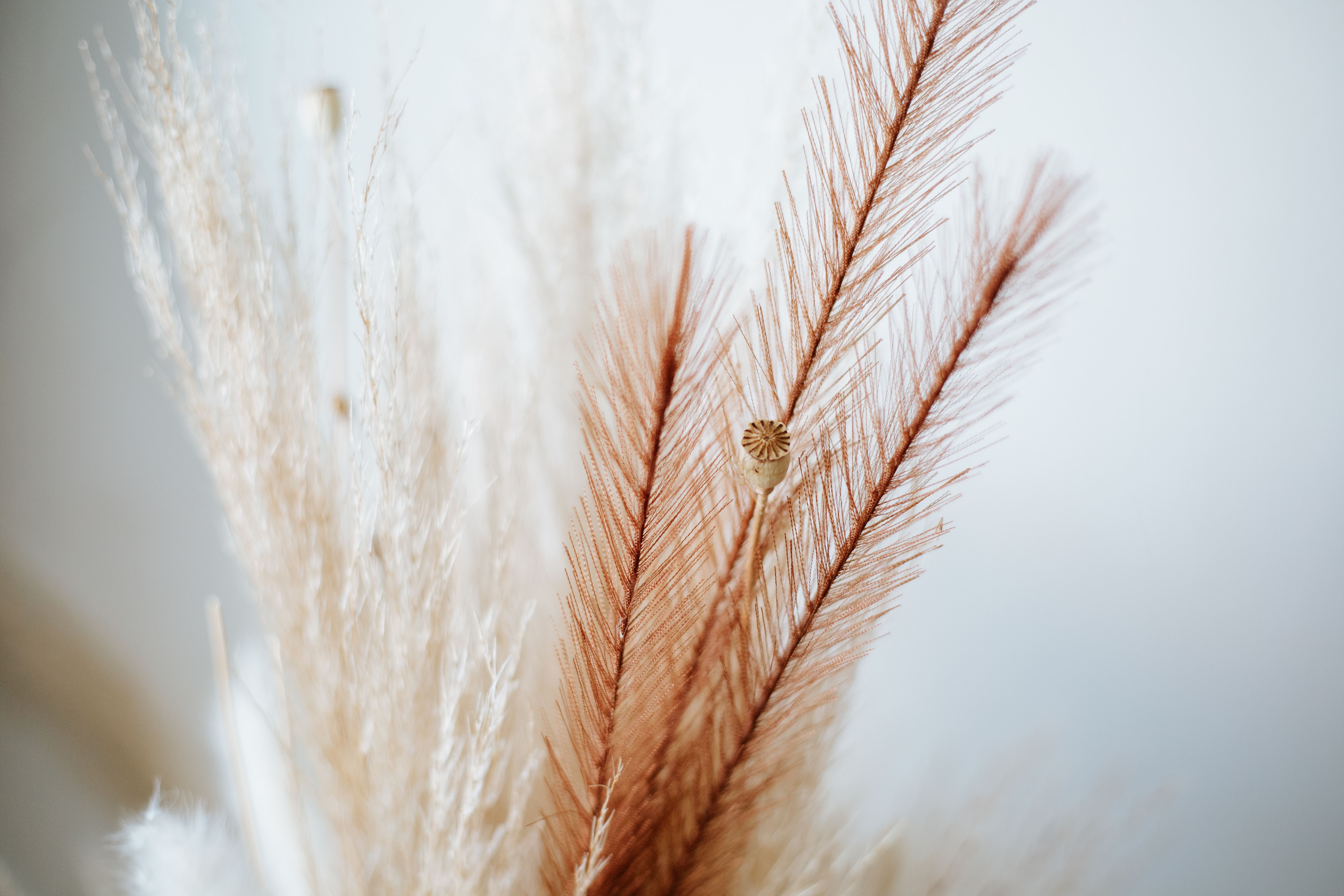 Reed Diffuser Beige Landscape Photos, Download The BEST Free Reed ...