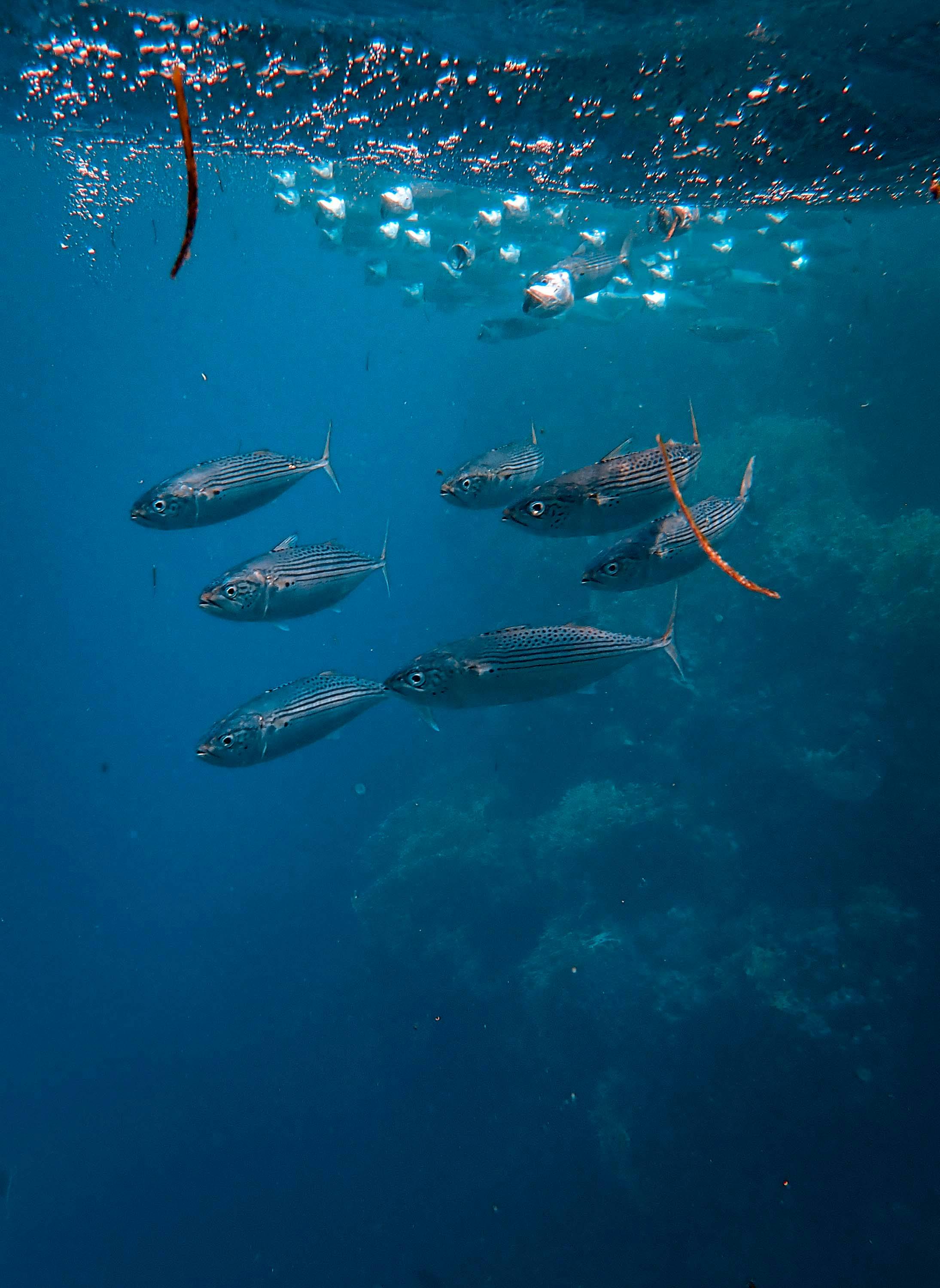 School of Fish · Free Stock Photo