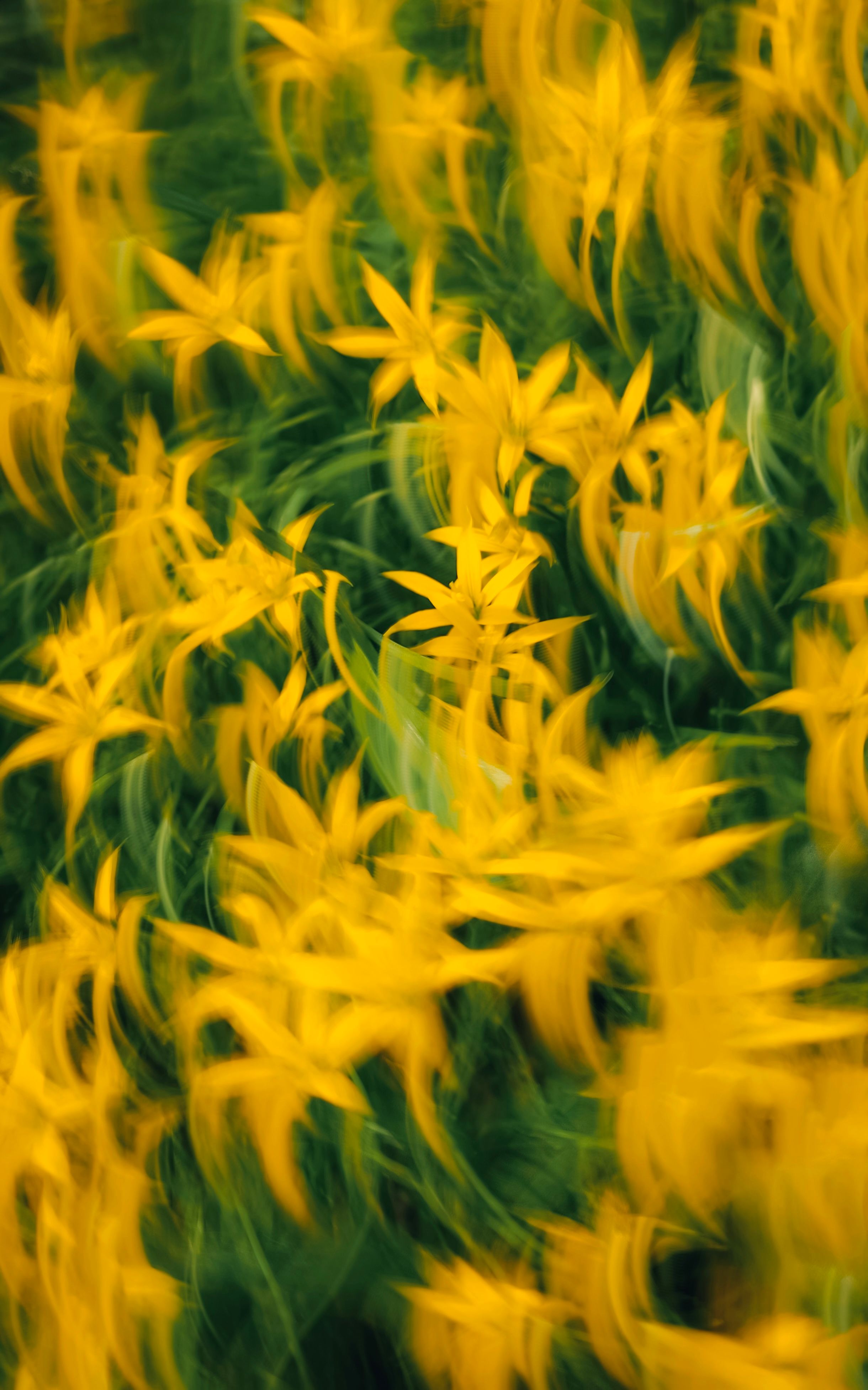 Abstract Yellow Flowers in Motion · Free Stock Photo