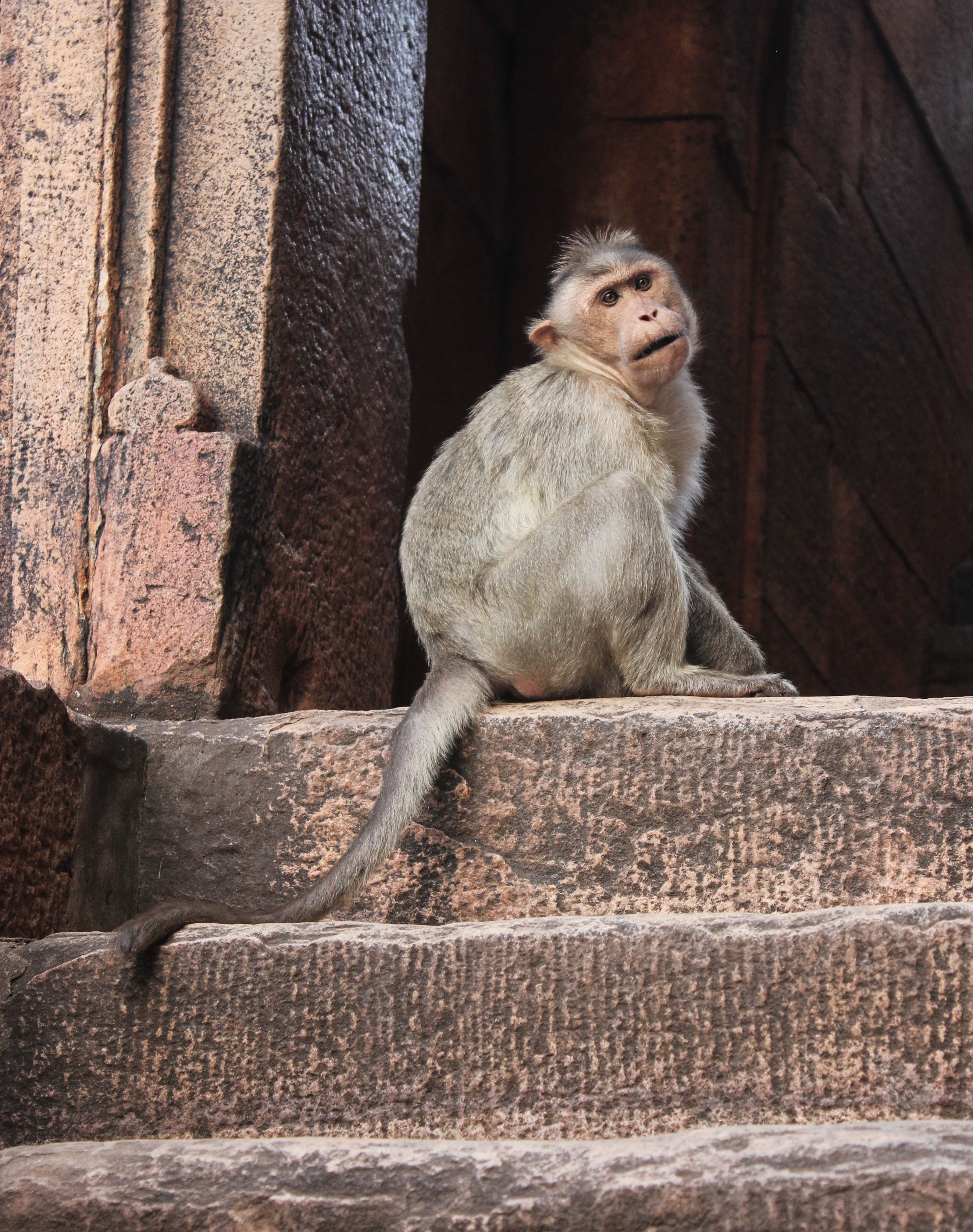 Common Monkey on Ancient Stone Steps in Badami · Free Stock Photo