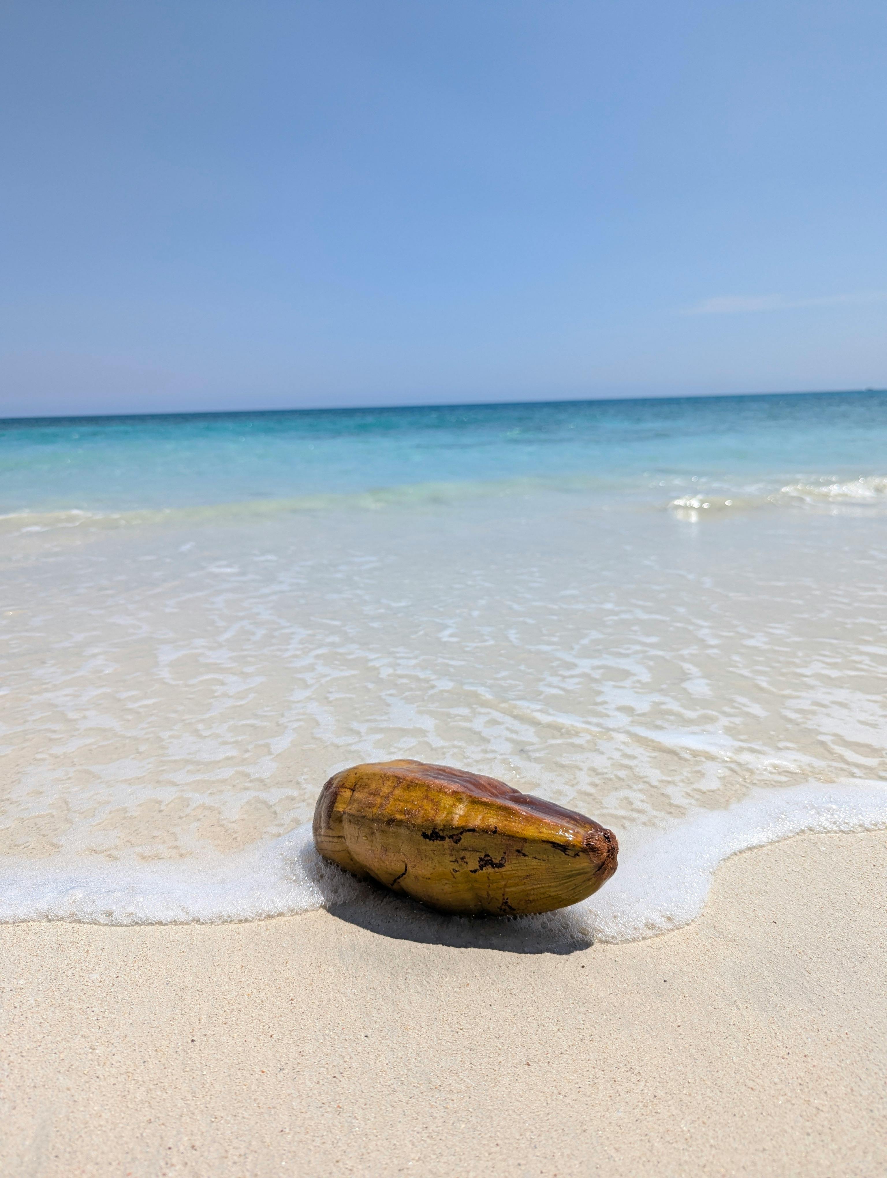 Shell Beach Photos, Download The BEST Free Shell Beach Stock Photos ...