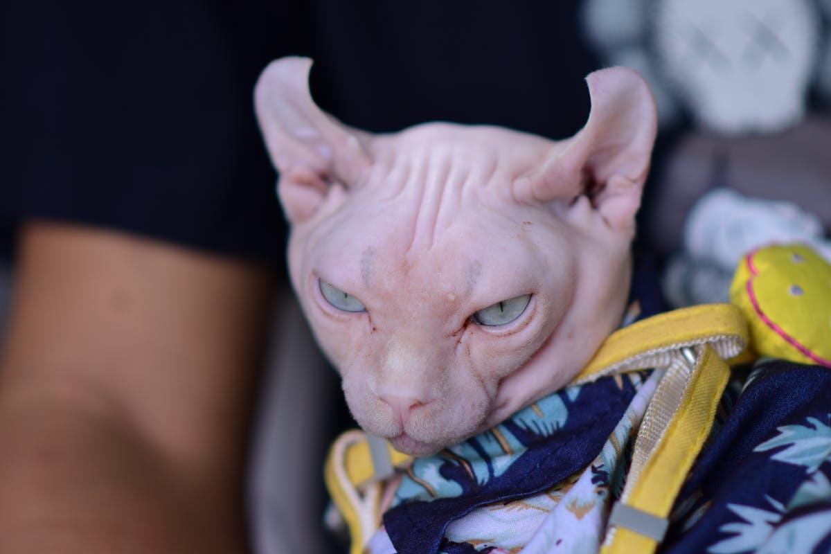 How Long Have Cats Been Pets: A History Spanning Millennia