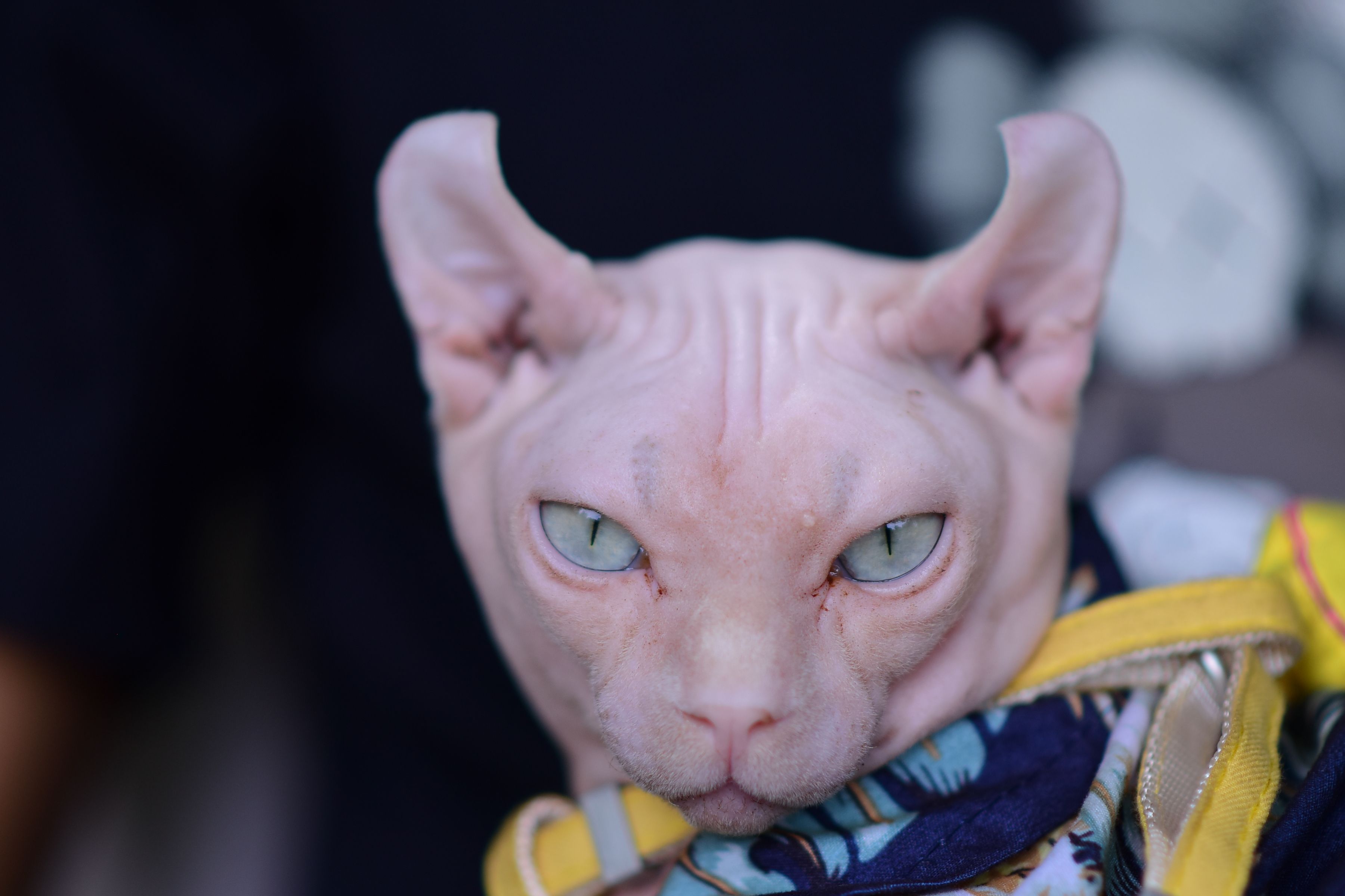 Cat Unique Face Expression Photos, Download The BEST Free Cat Unique ...