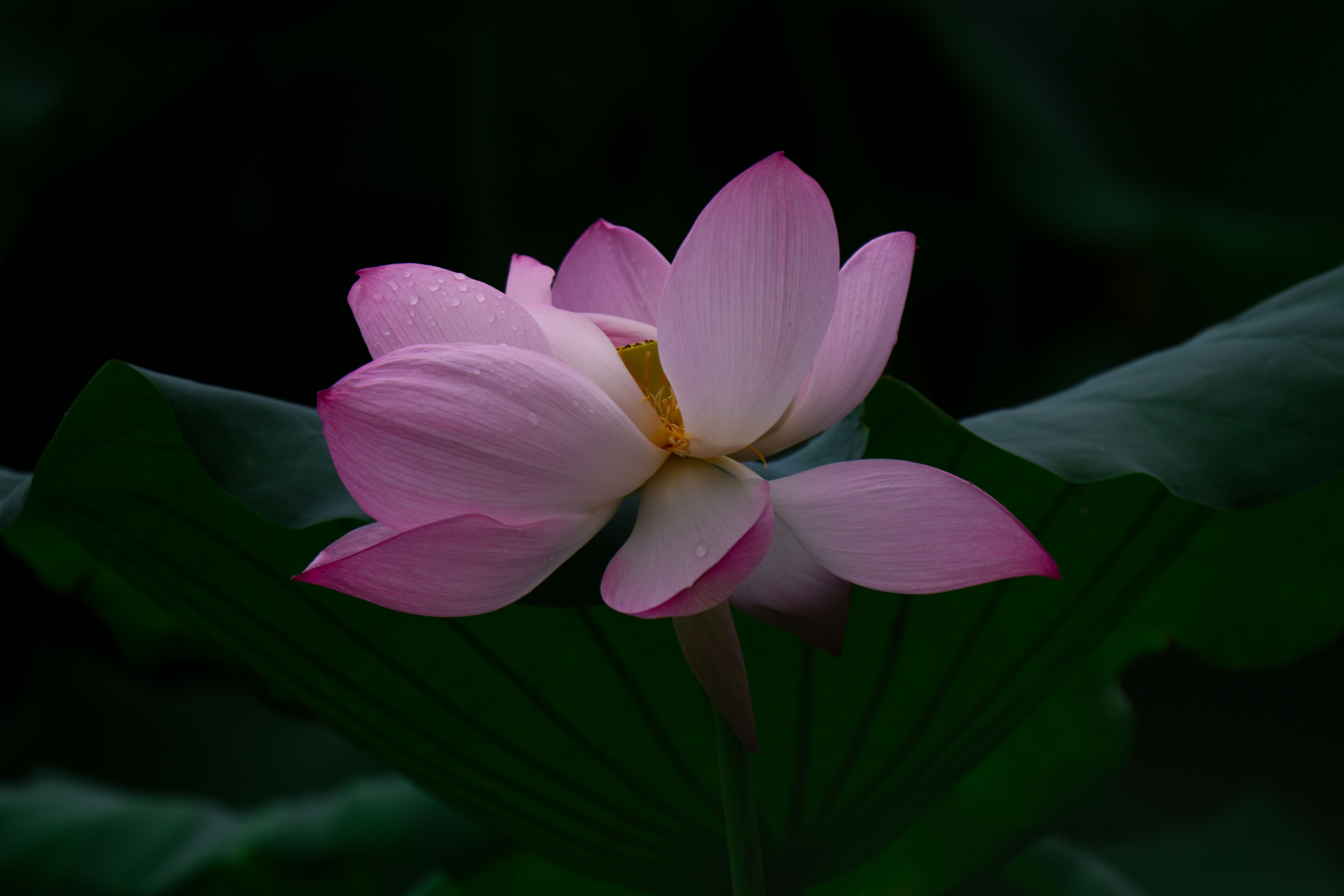 Lotus Dark Photos, Download The BEST Free Lotus Dark Stock Photos & HD ...