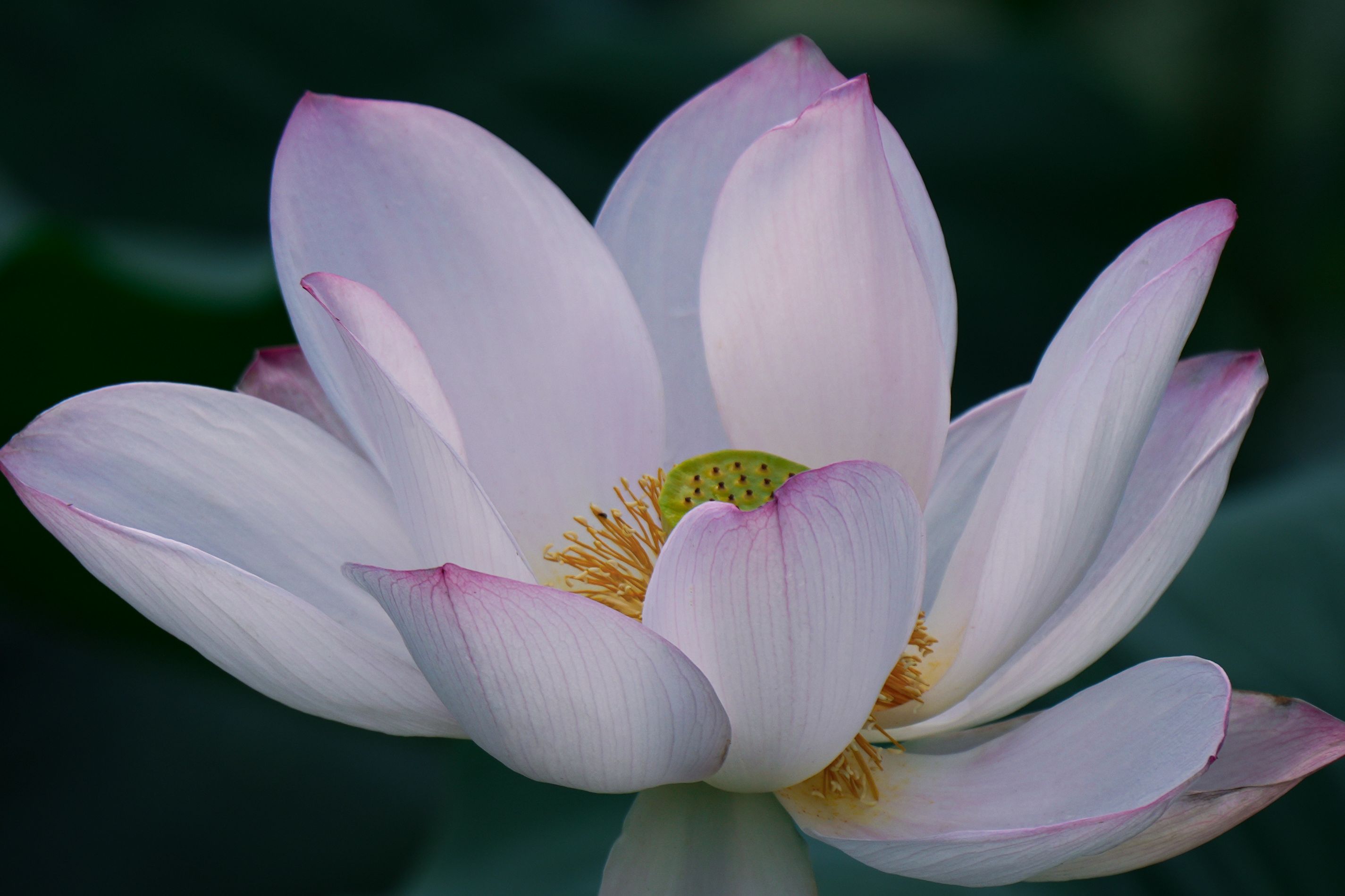White Lotus Photos, Download The BEST Free White Lotus Stock Photos ...
