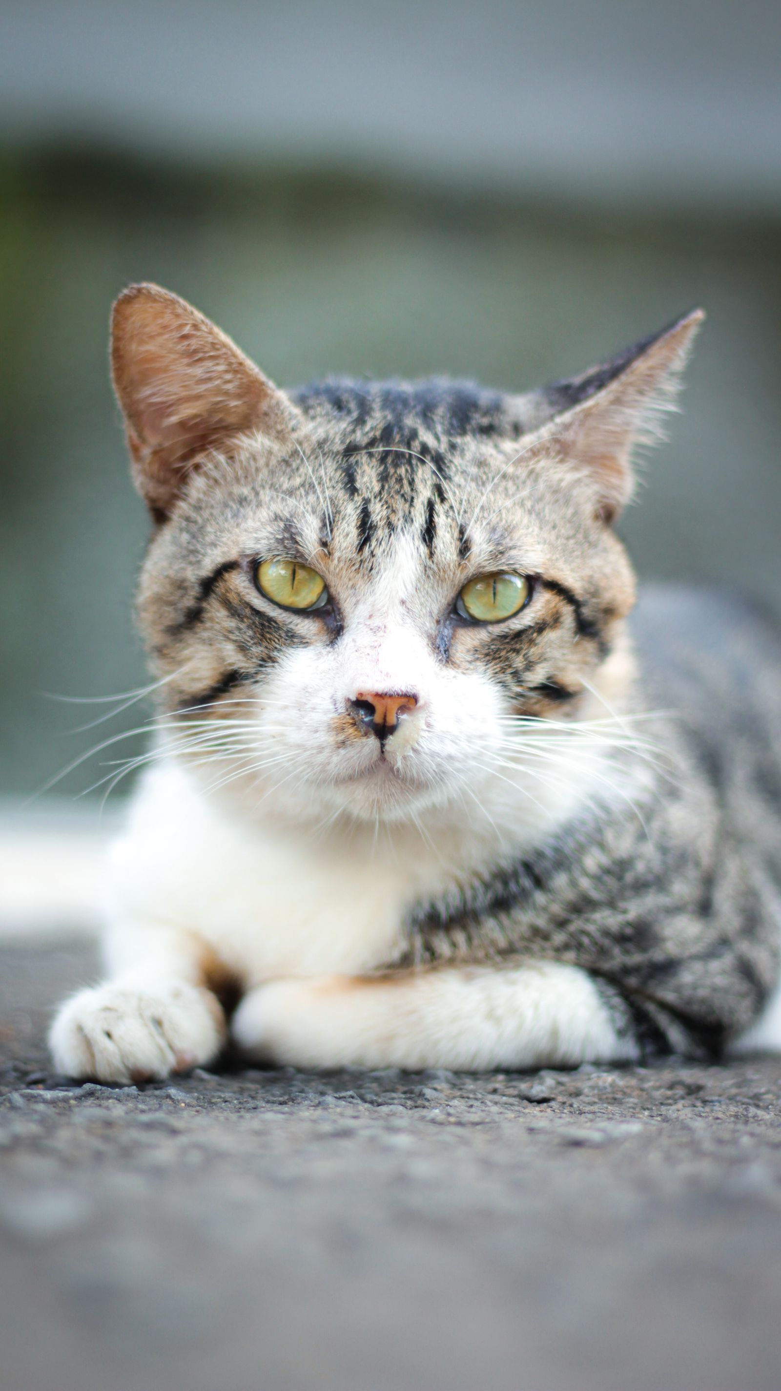 Cat Jpg Photos, Download The BEST Free Cat Jpg Stock Photos & HD Images