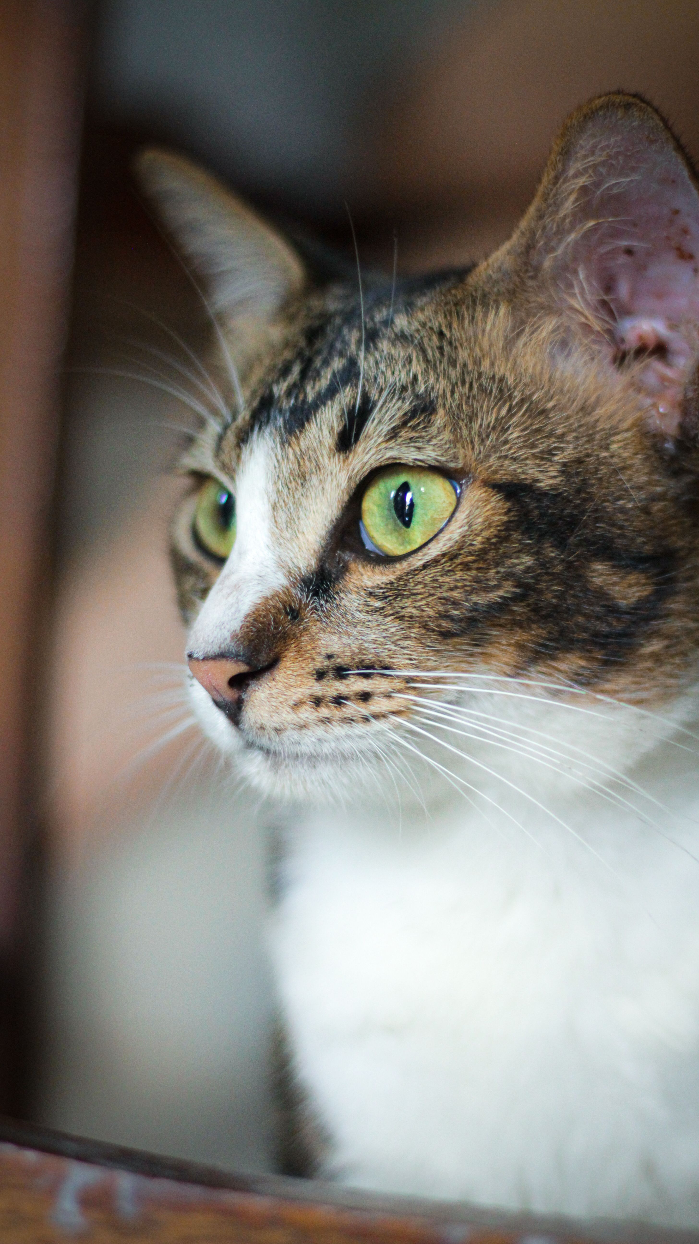 Close-up Portrait of a Domestic Cat in Jakarta · Free Stock Photo