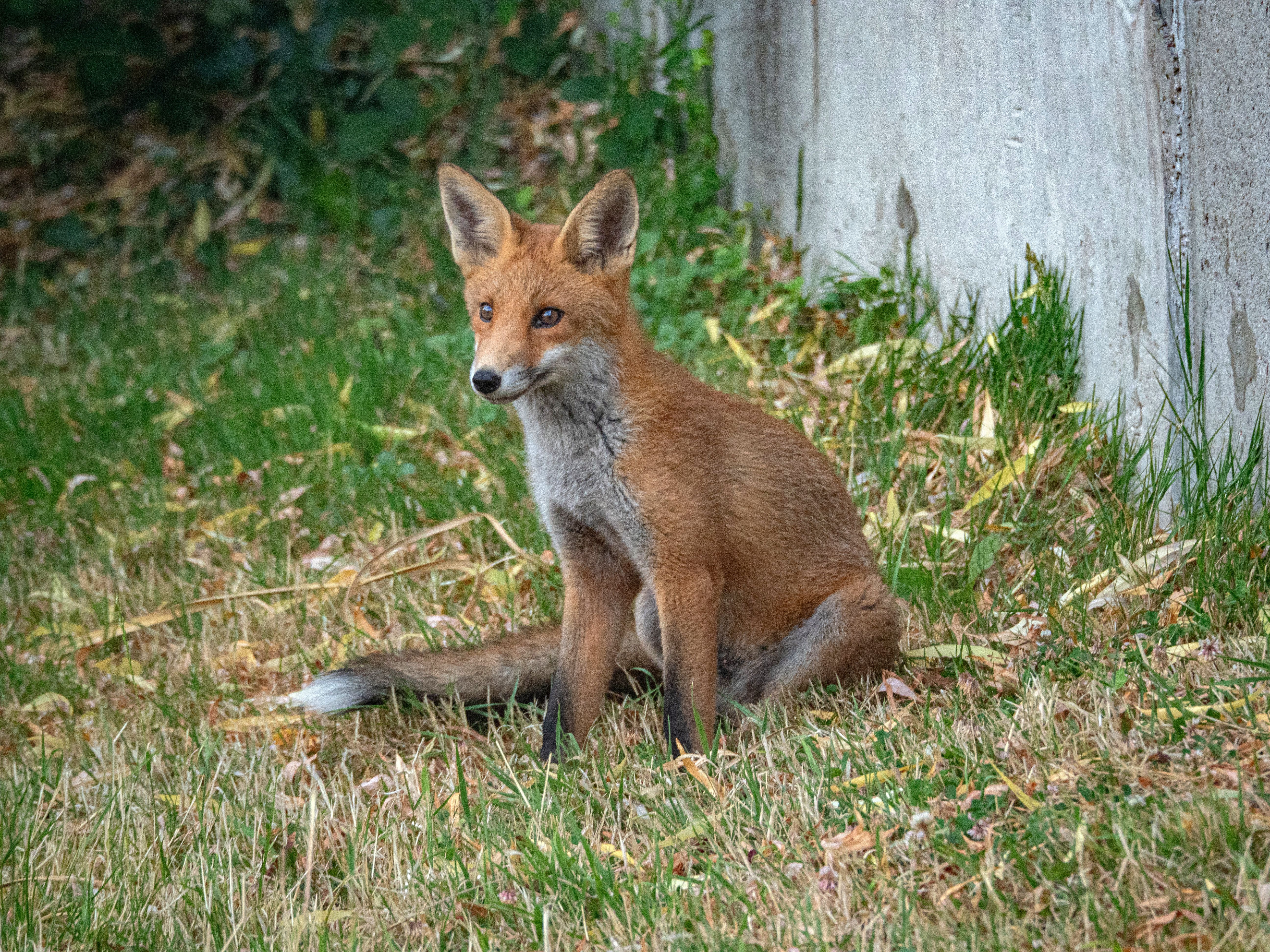 Adorable Renard Roux Assis Dans Un Jardin Urbain · Photo gratuite