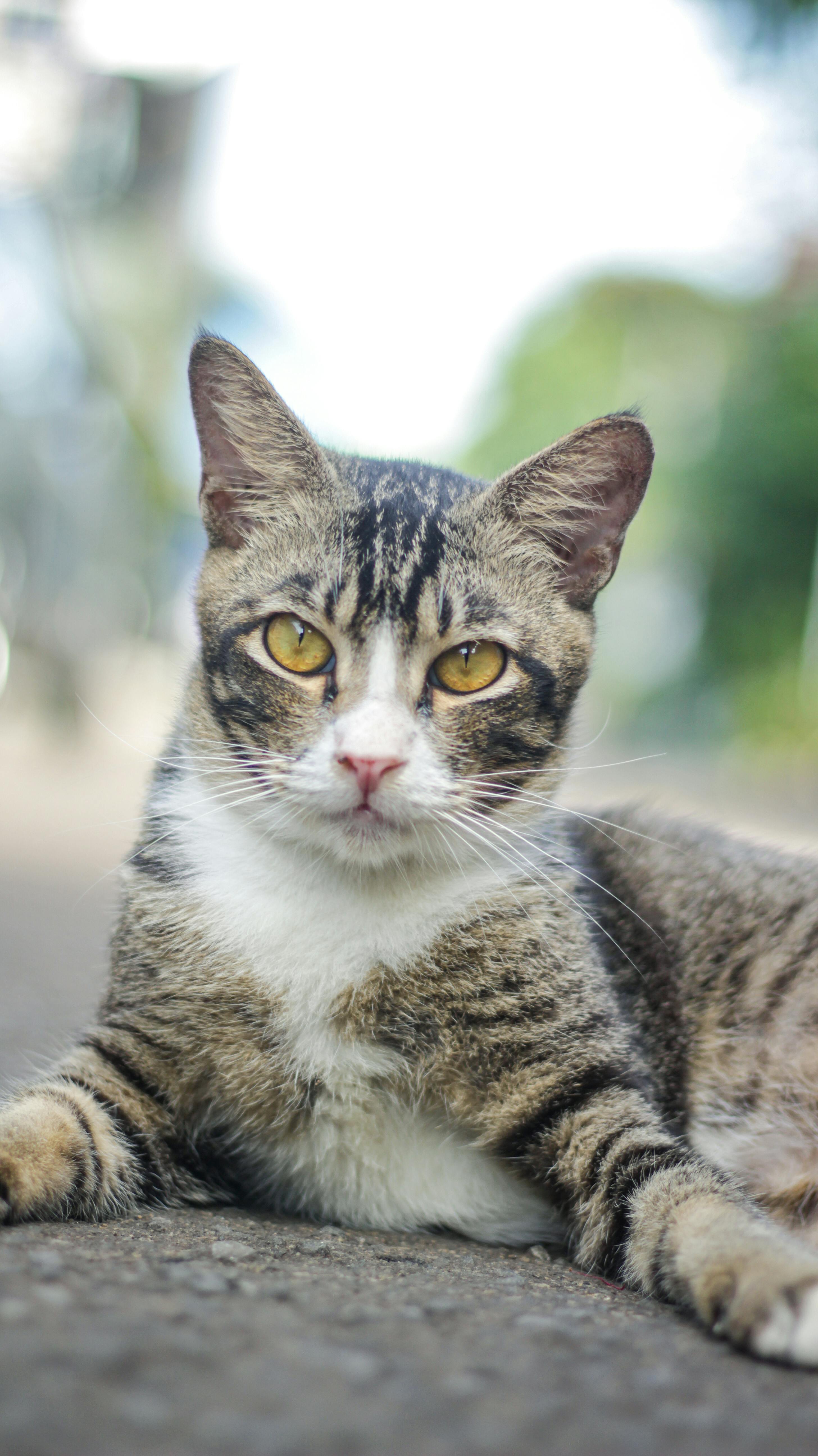 Hello Kitty Photos Photos, Download The BEST Free Hello Kitty Photos ...