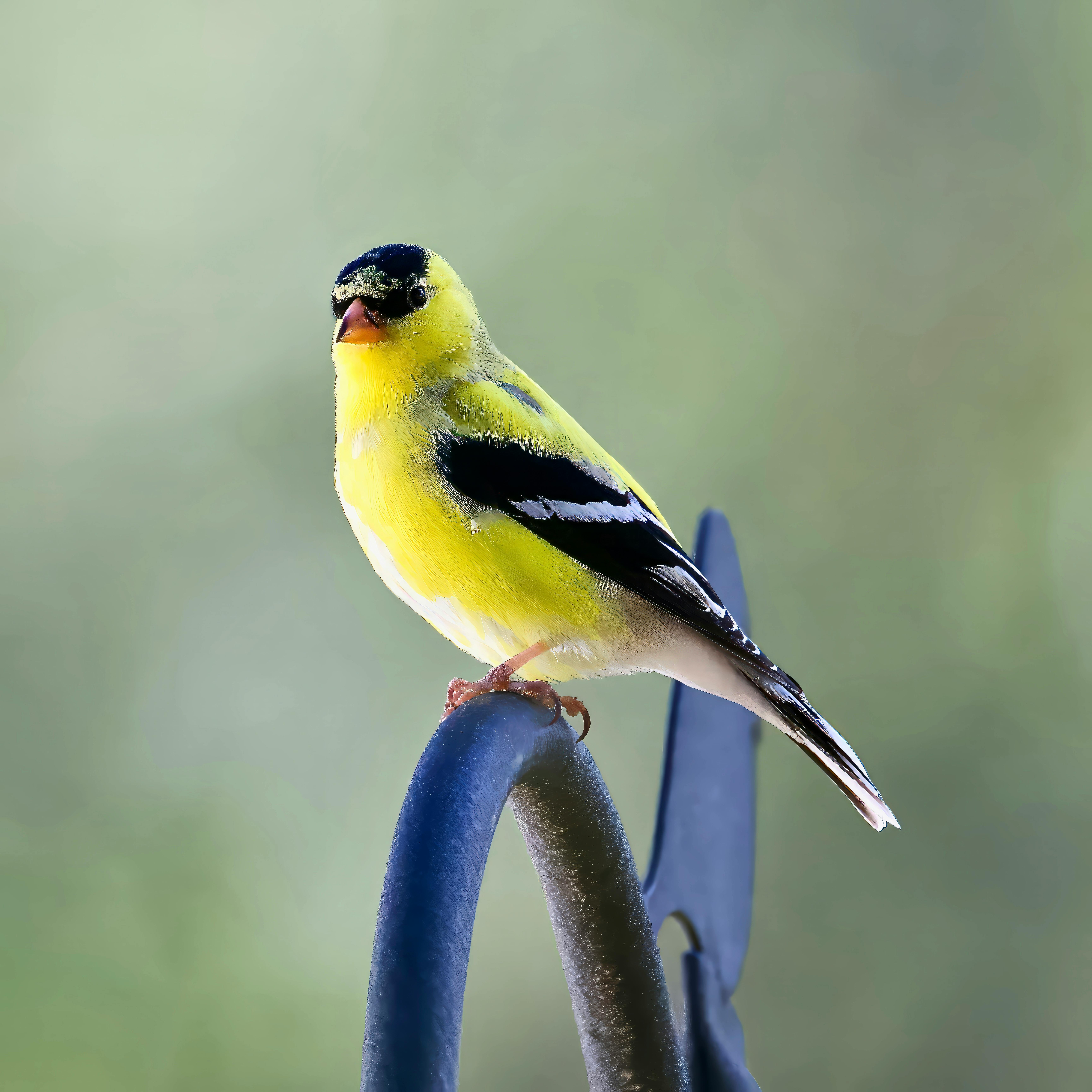 Vibrant American Goldfinch on Metal Pipe · Free Stock Photo