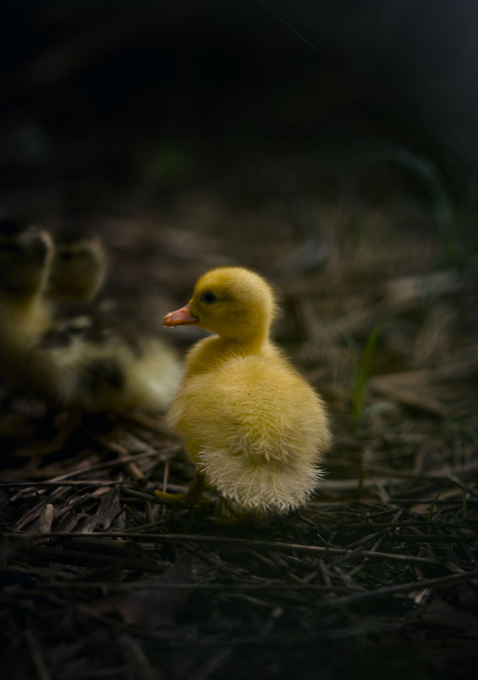 Yellow Duck Photos, Download The BEST Free Yellow Duck Stock Photos ...
