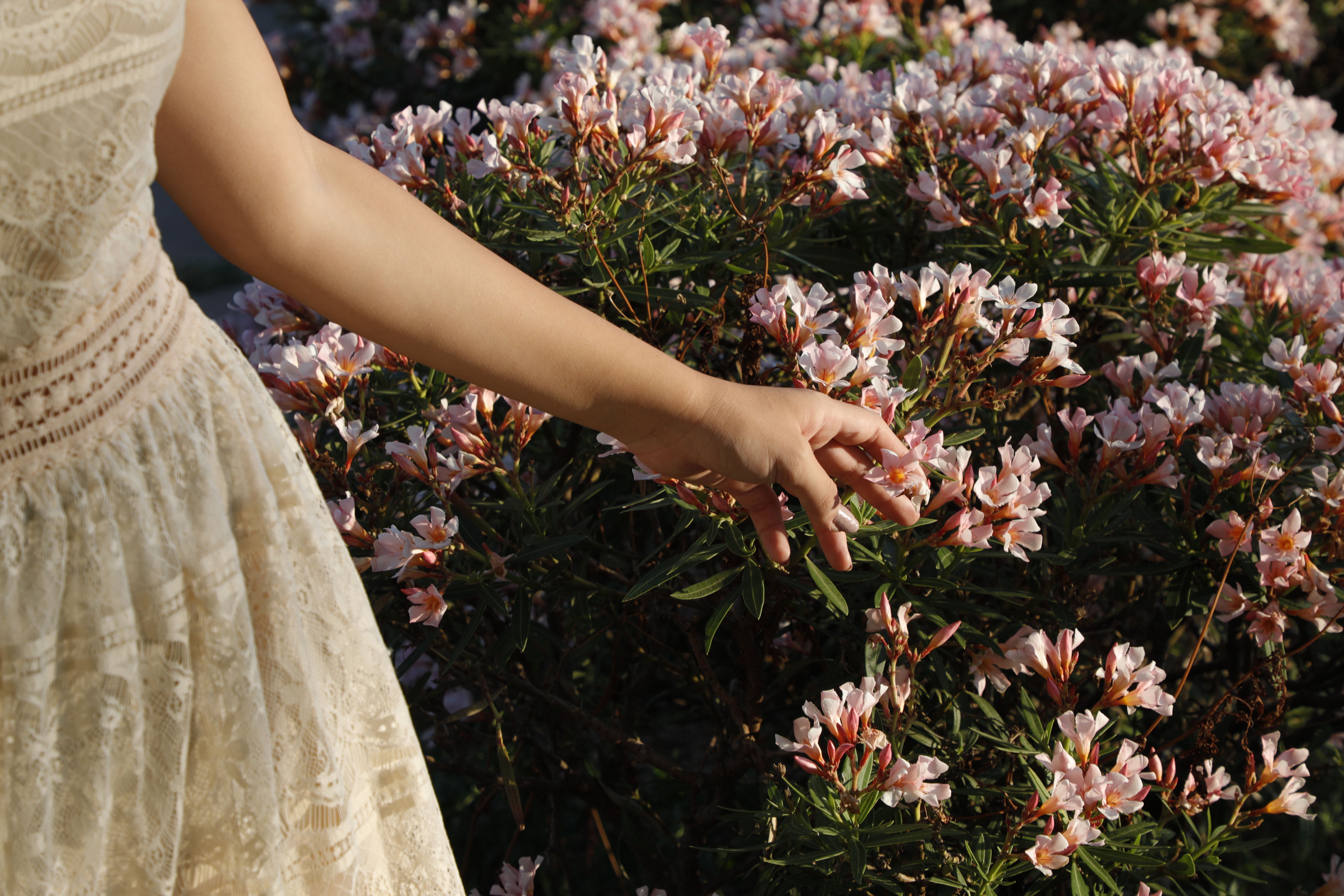 Primavera Photos, Download The BEST Free Primavera Stock Photos & HD Images