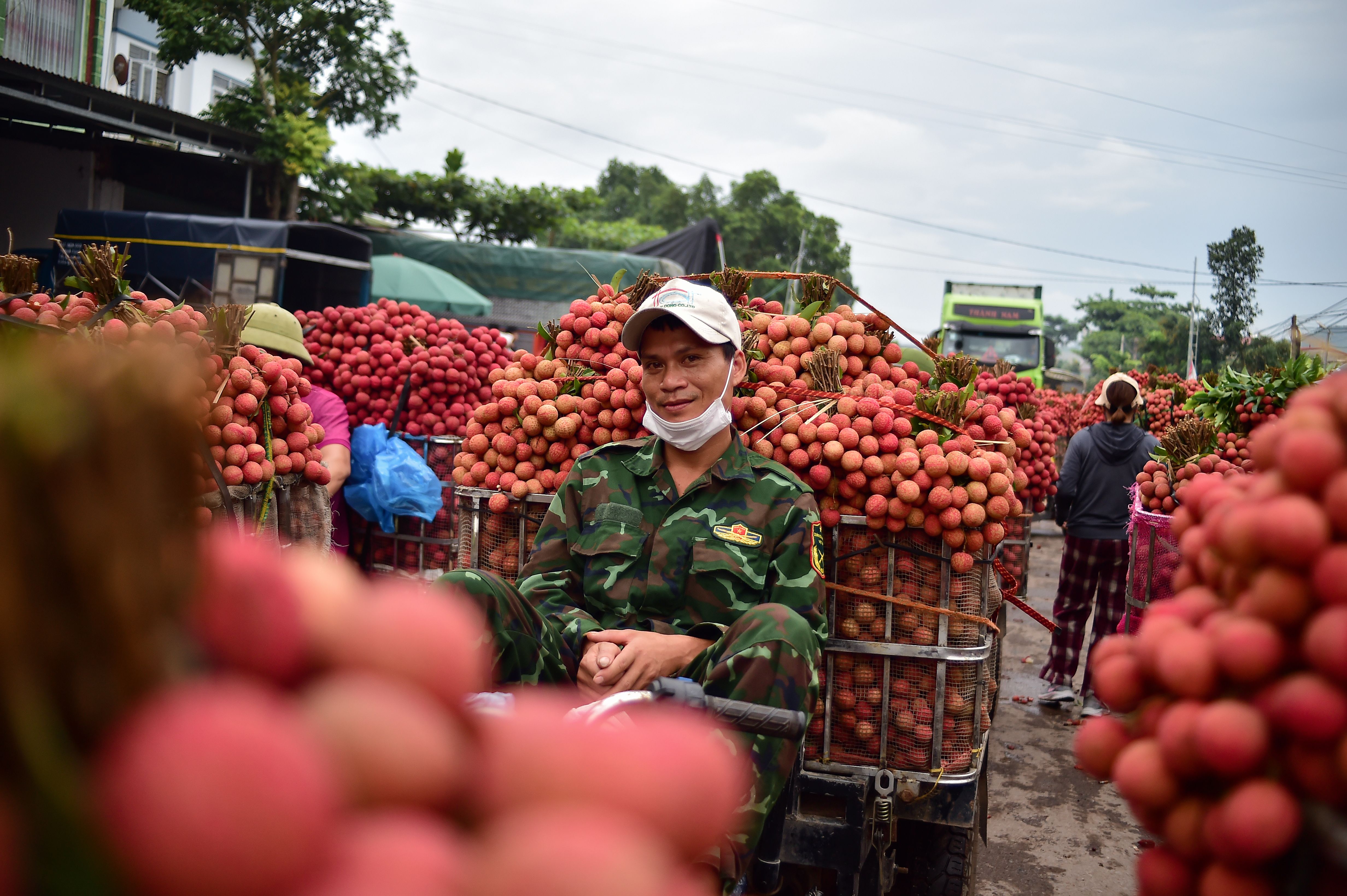 Lychee Cultivation Photos, Download The BEST Free Lychee Cultivation ...