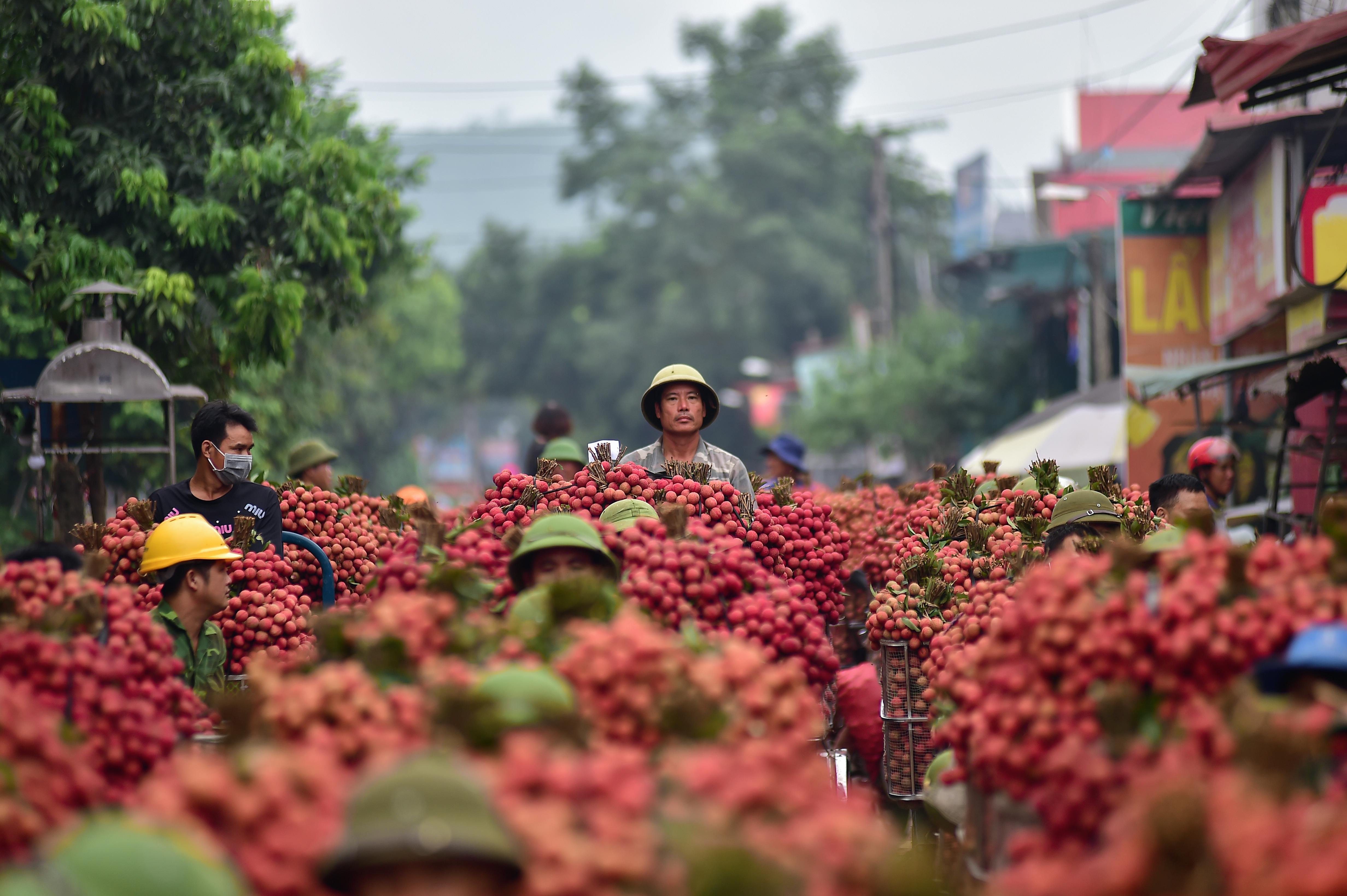 Busy Lychee Market in Bac Giang, Vietnam · Free Stock Photo