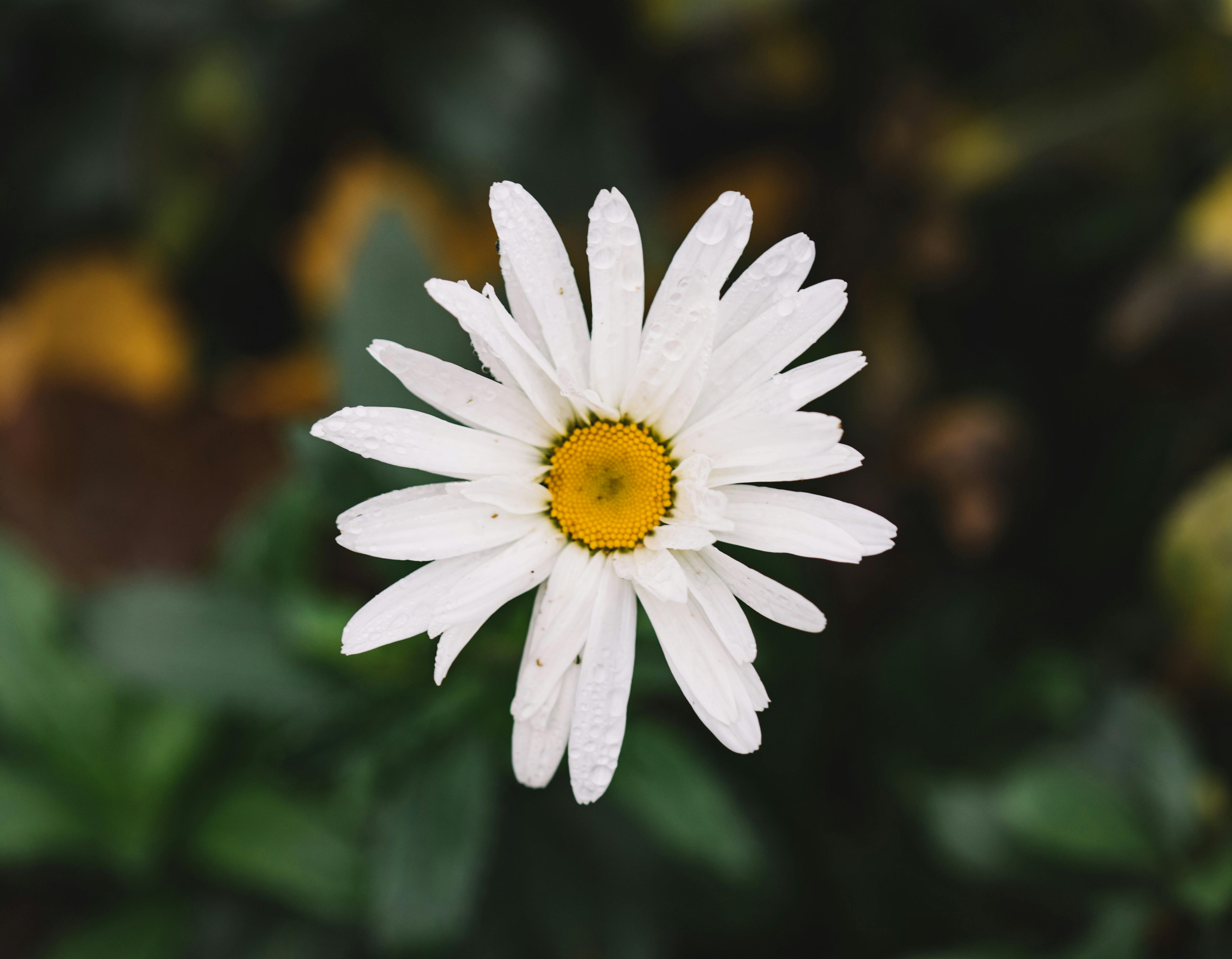 White daisy flower growing in garden on summer day · Free Stock Photo