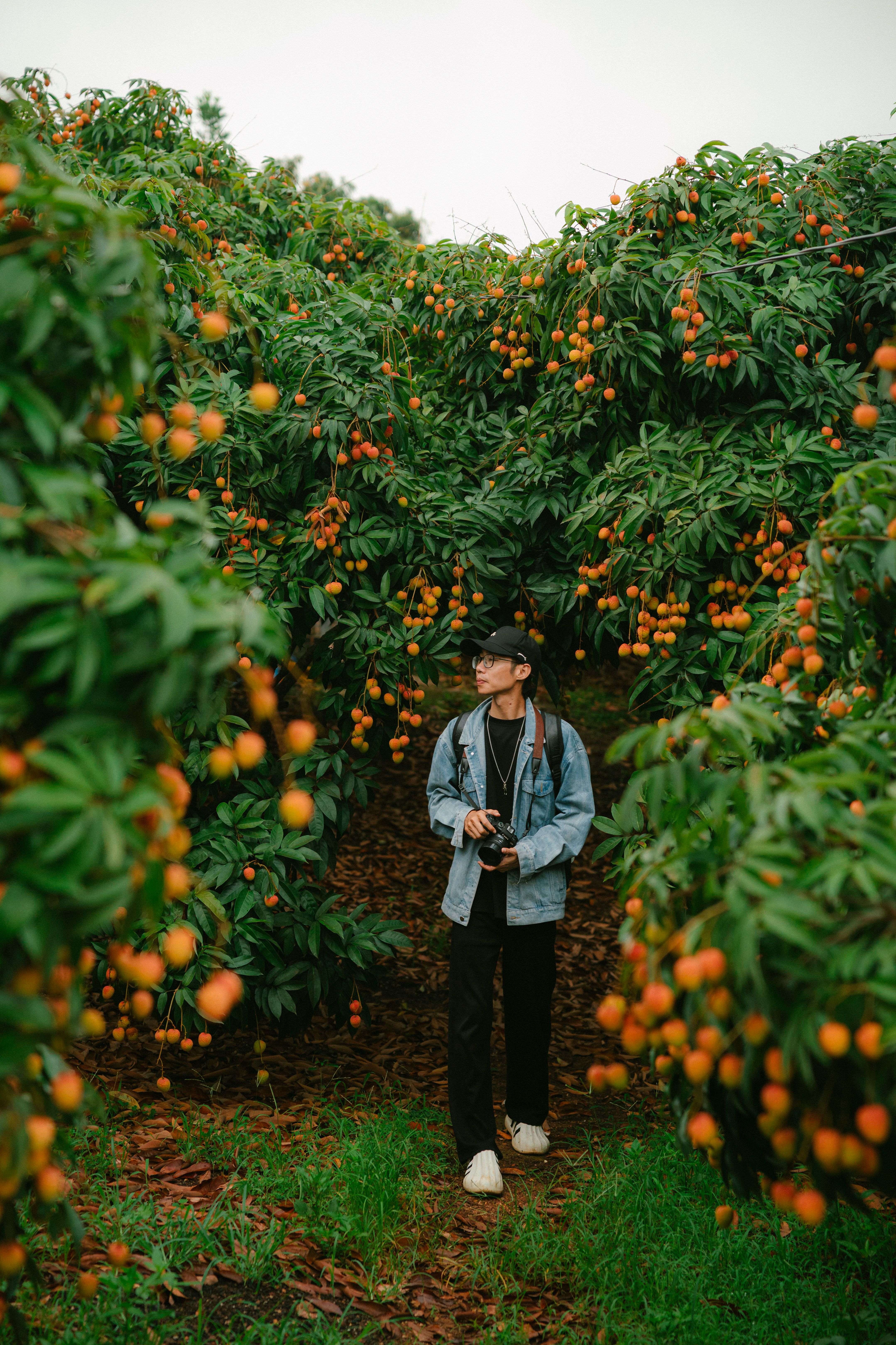 Photographer in a Lush Fruit Orchard · Free Stock Photo