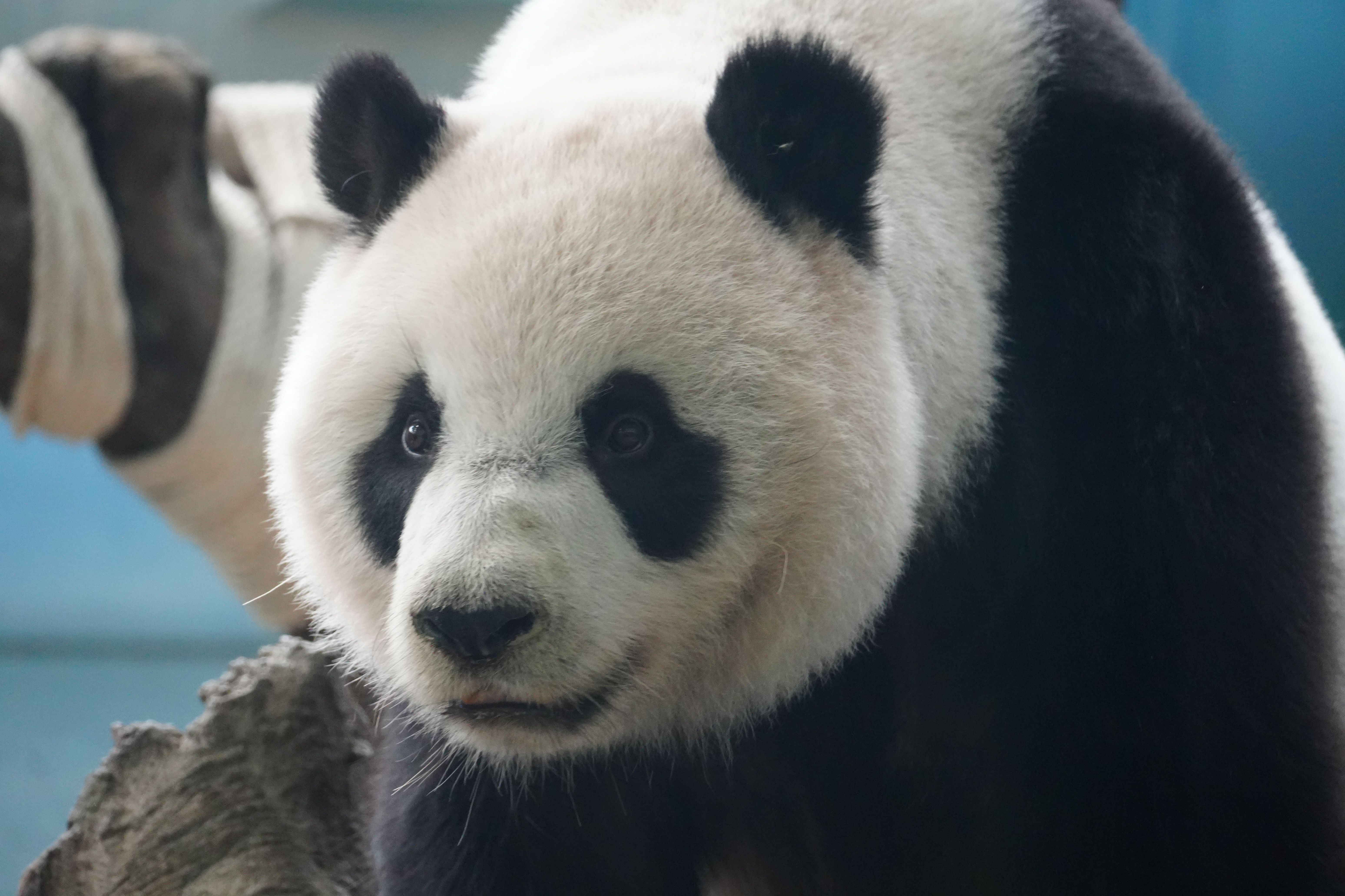 Portrait of Giant Panda in Natural Habitat · Free Stock Photo