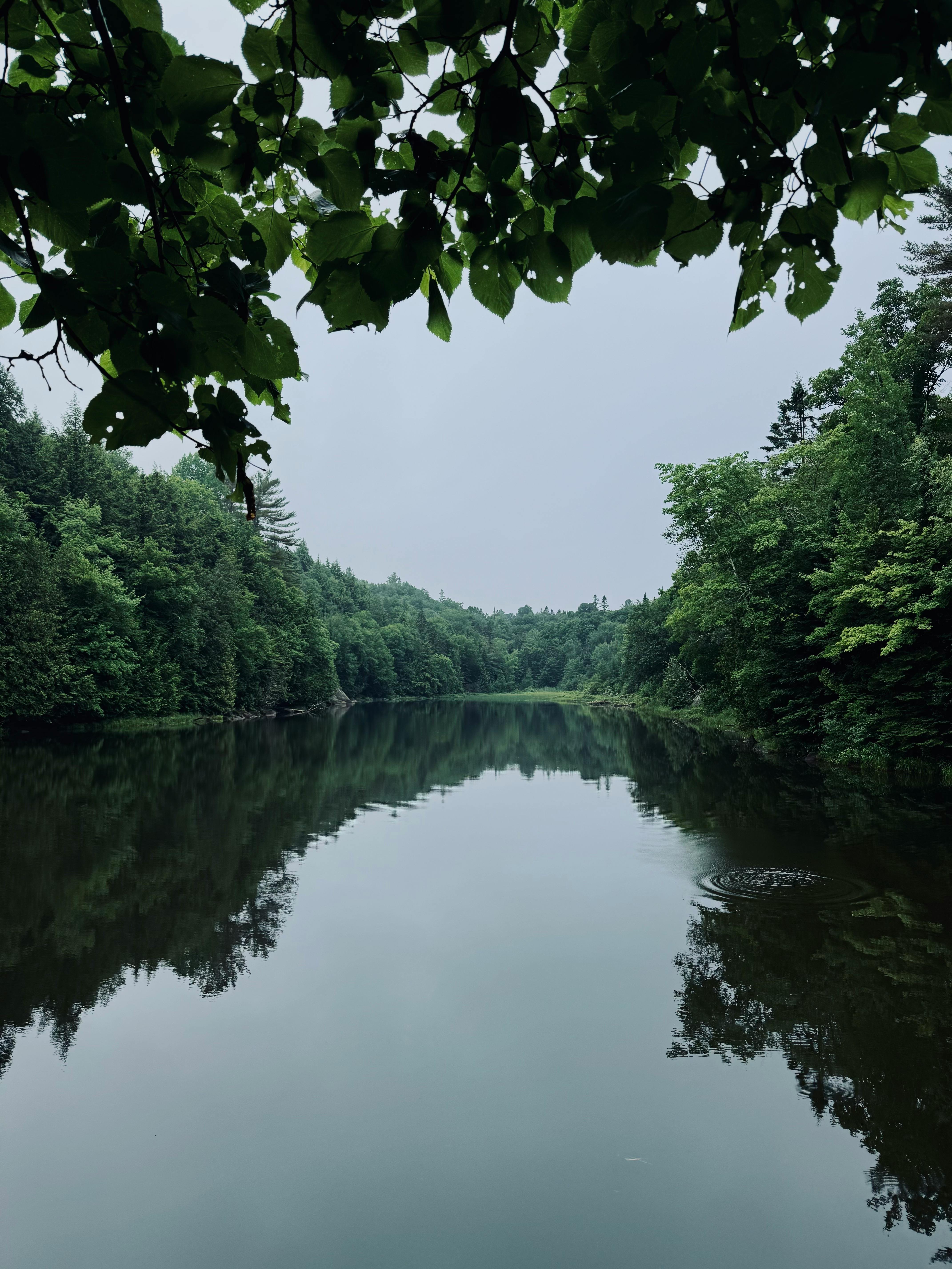 200 000+ Faune Canadienne banque d’images et photos libres de droit ...