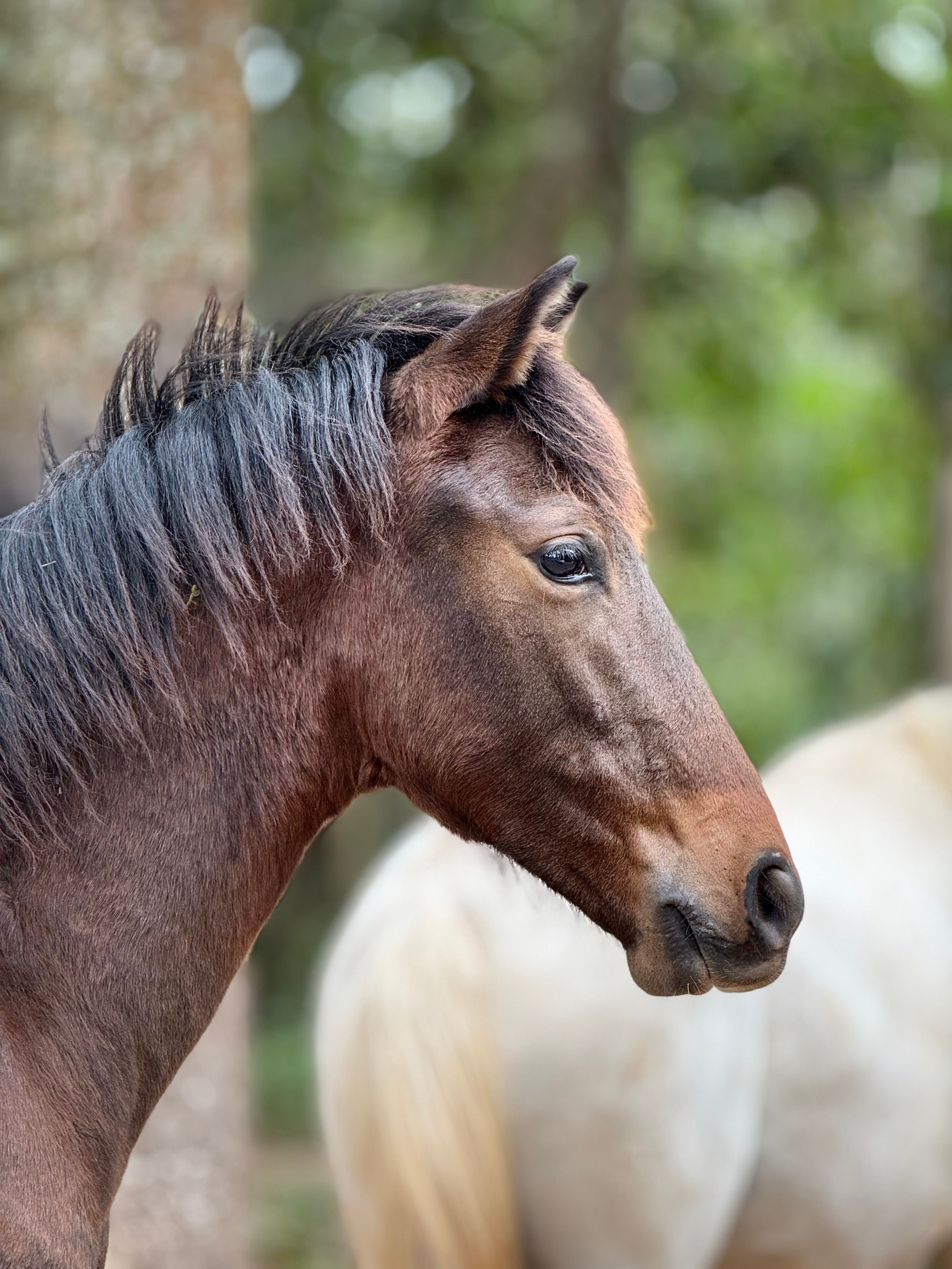 Horse Face Photos, Download The BEST Free Horse Face Stock Photos & HD ...