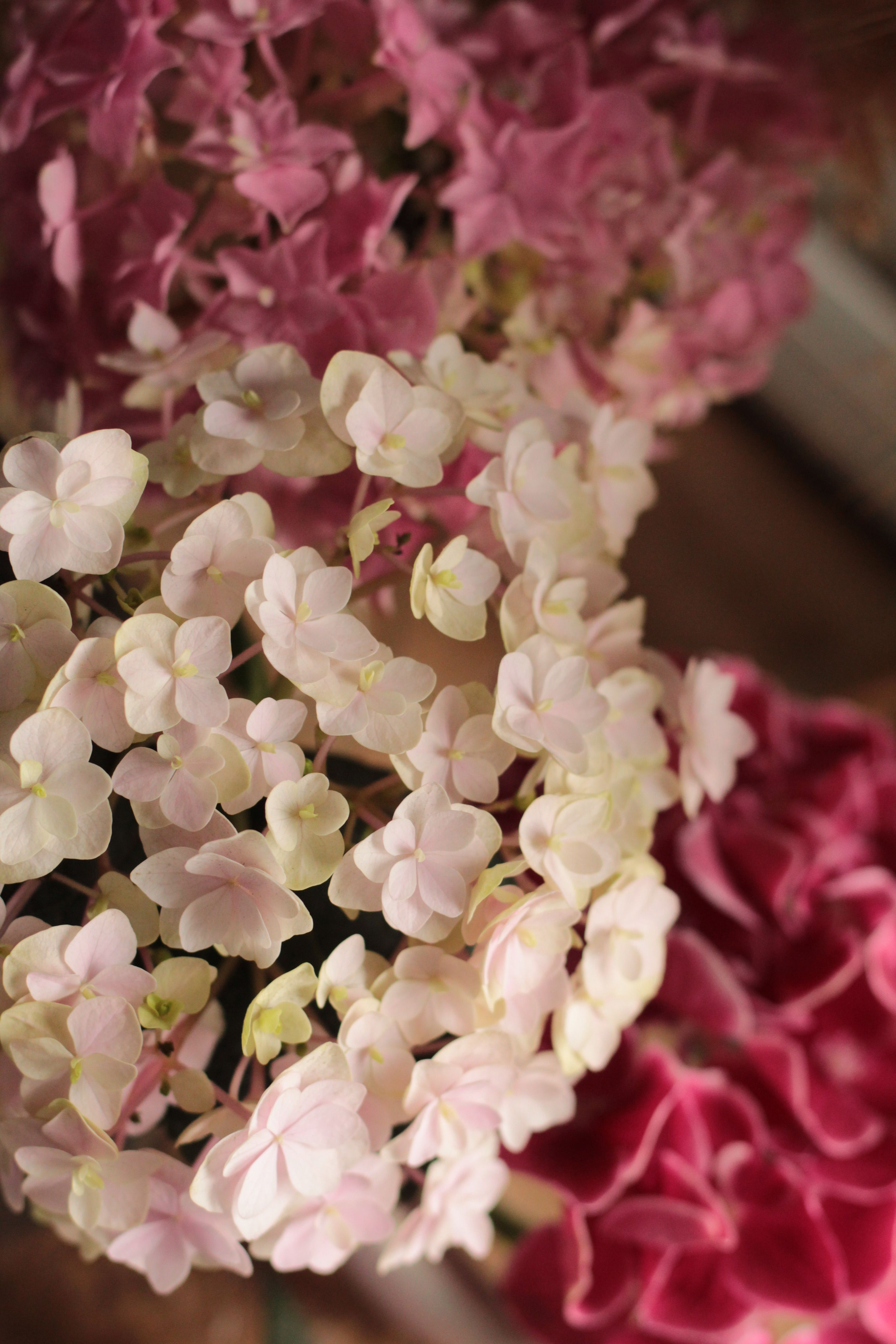 Close-up of Flower Petals · Free Stock Photo