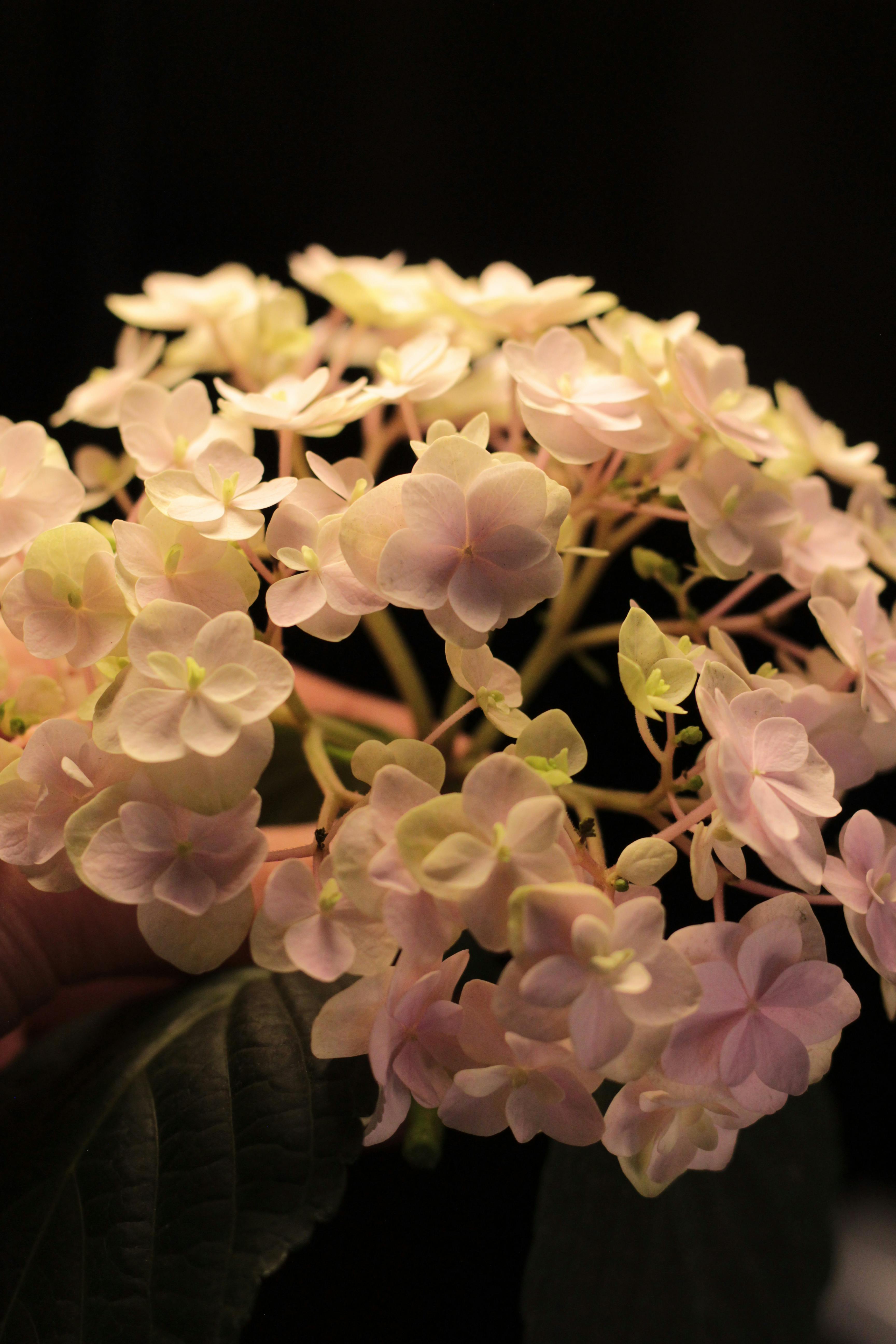 Close-up of Delicate Hydrangea Blossoms in Soft Light · Free Stock Photo