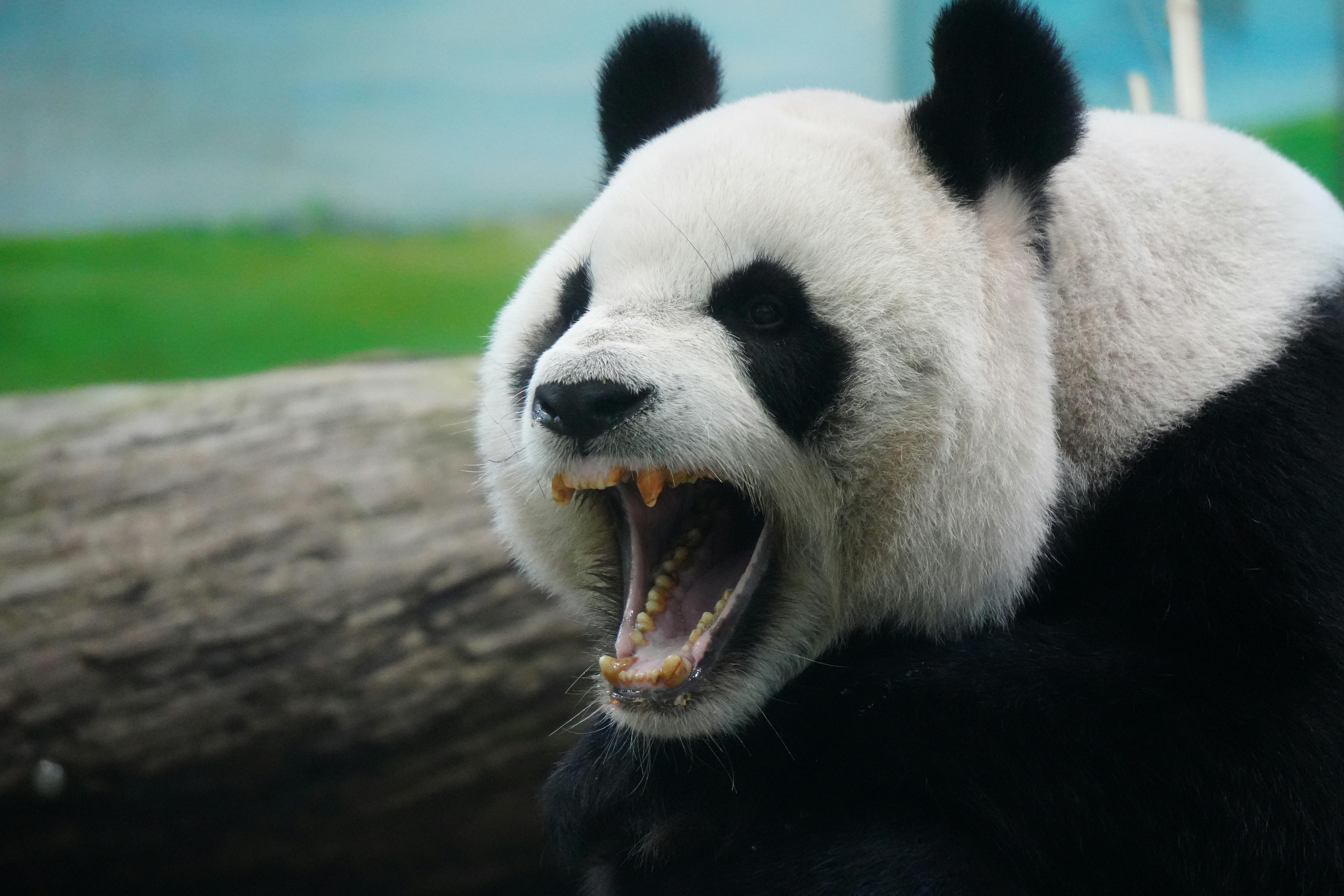 Fake Panda Photos, Download The BEST Free Fake Panda Stock Photos & HD ...