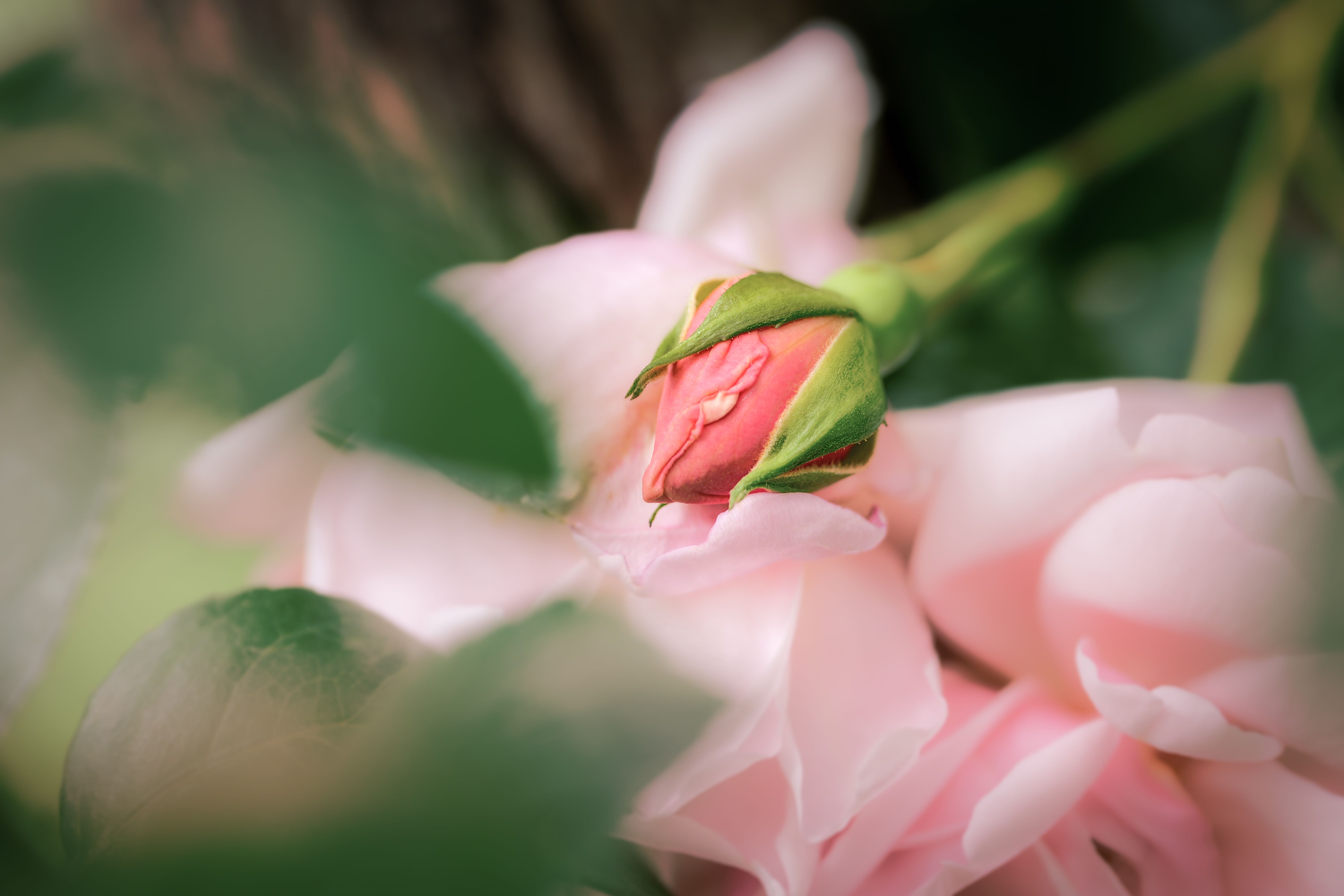 Close-up of Pink Rose Bud in a Garden Setting · Free Stock Photo