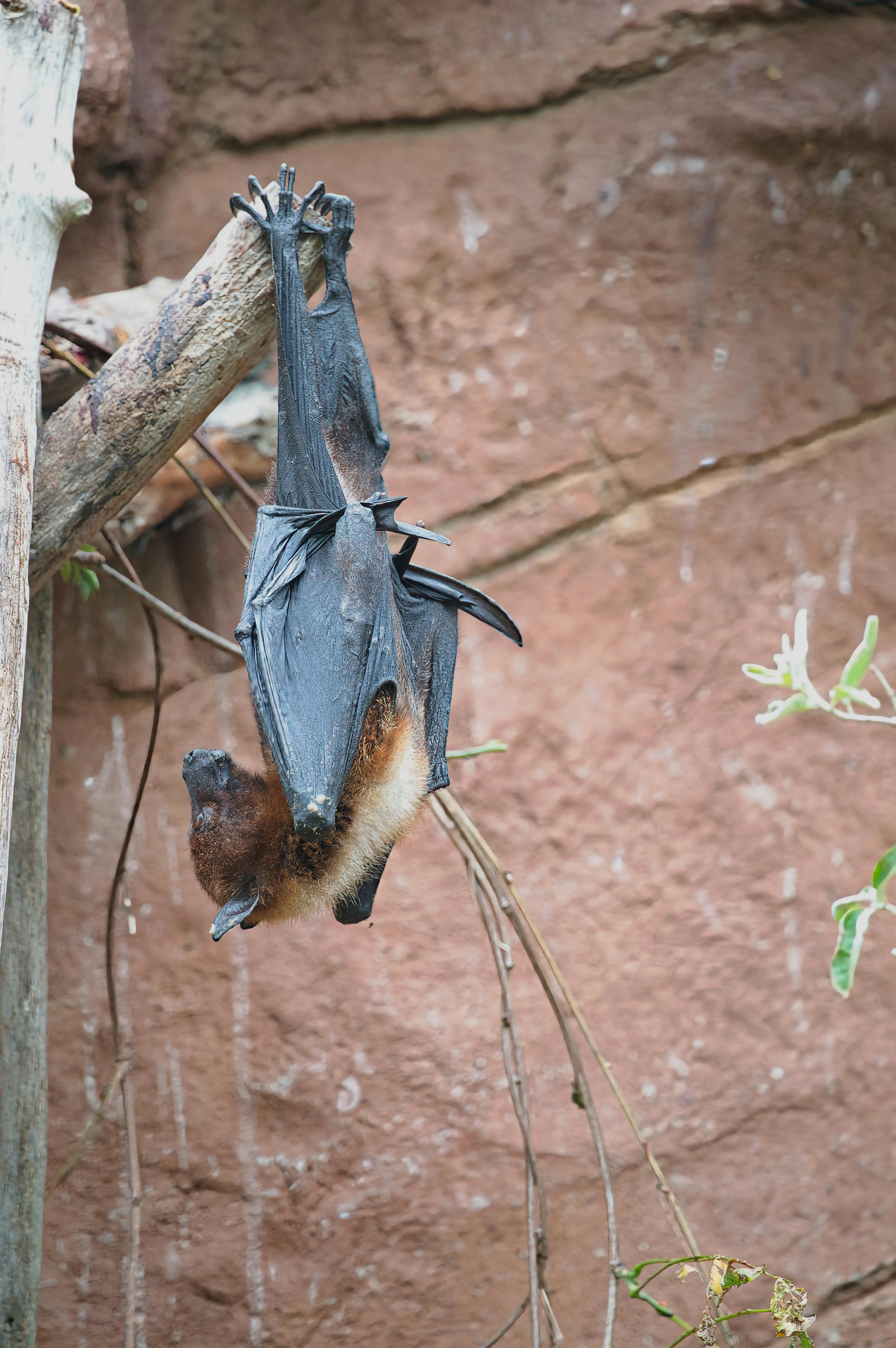 Europe Bat Photos, Download The BEST Free Europe Bat Stock Photos & HD ...