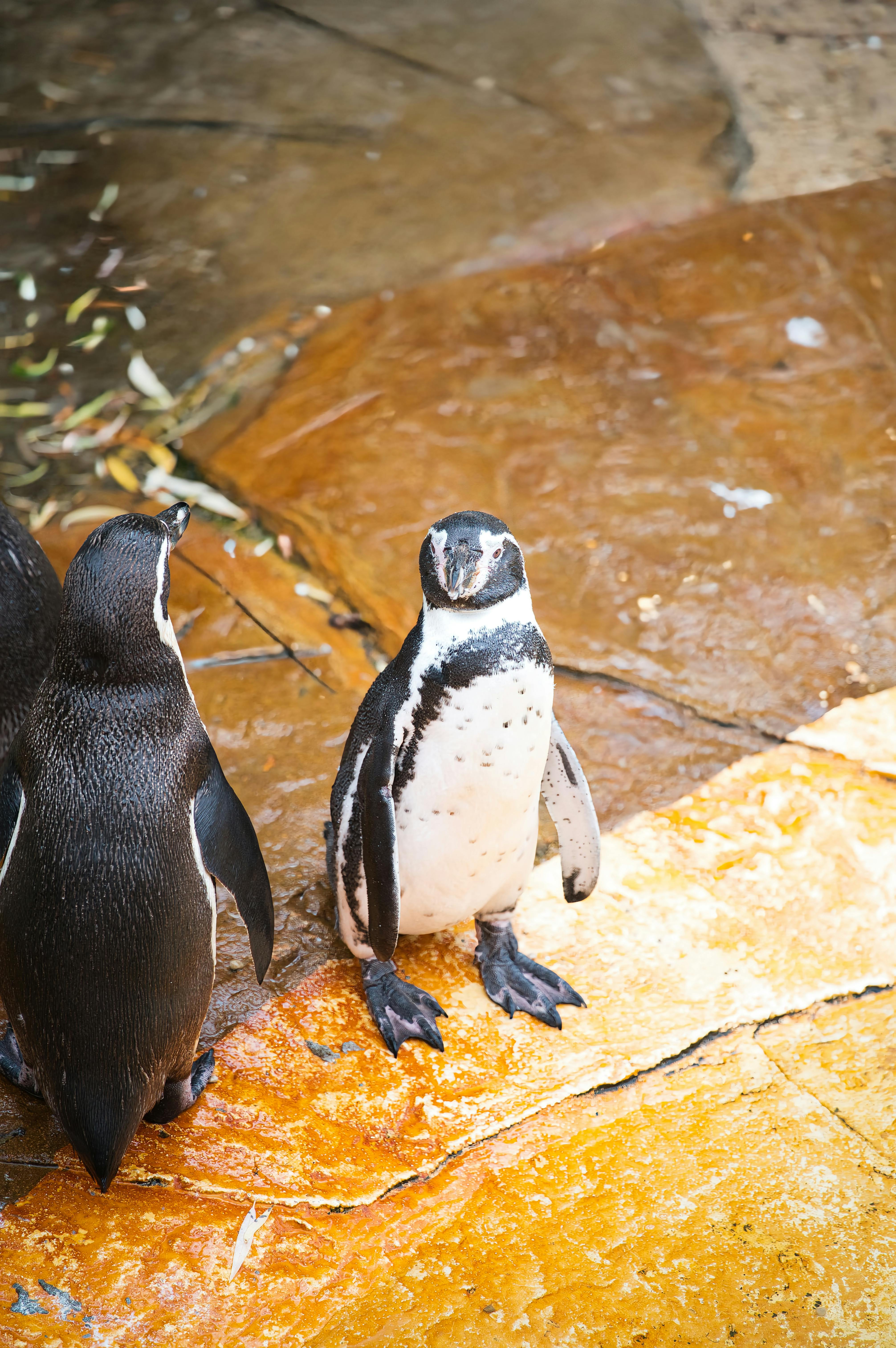 Zoo Segl Photos, Download The BEST Free Zoo Segl Stock Photos & HD Images