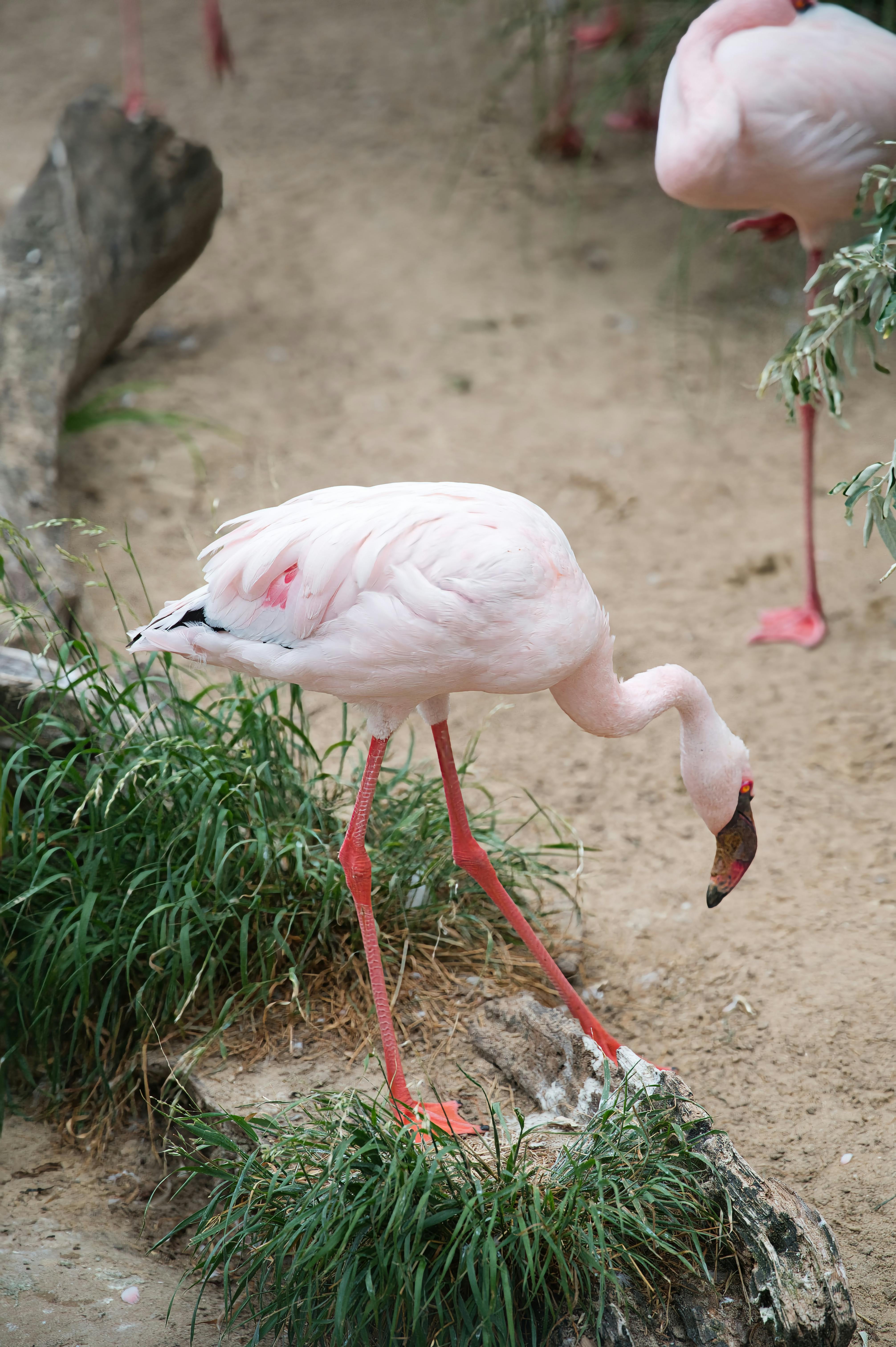 Bent+Over+Blondes Photos, Download The BEST Free Bent+Over+Blondes ...