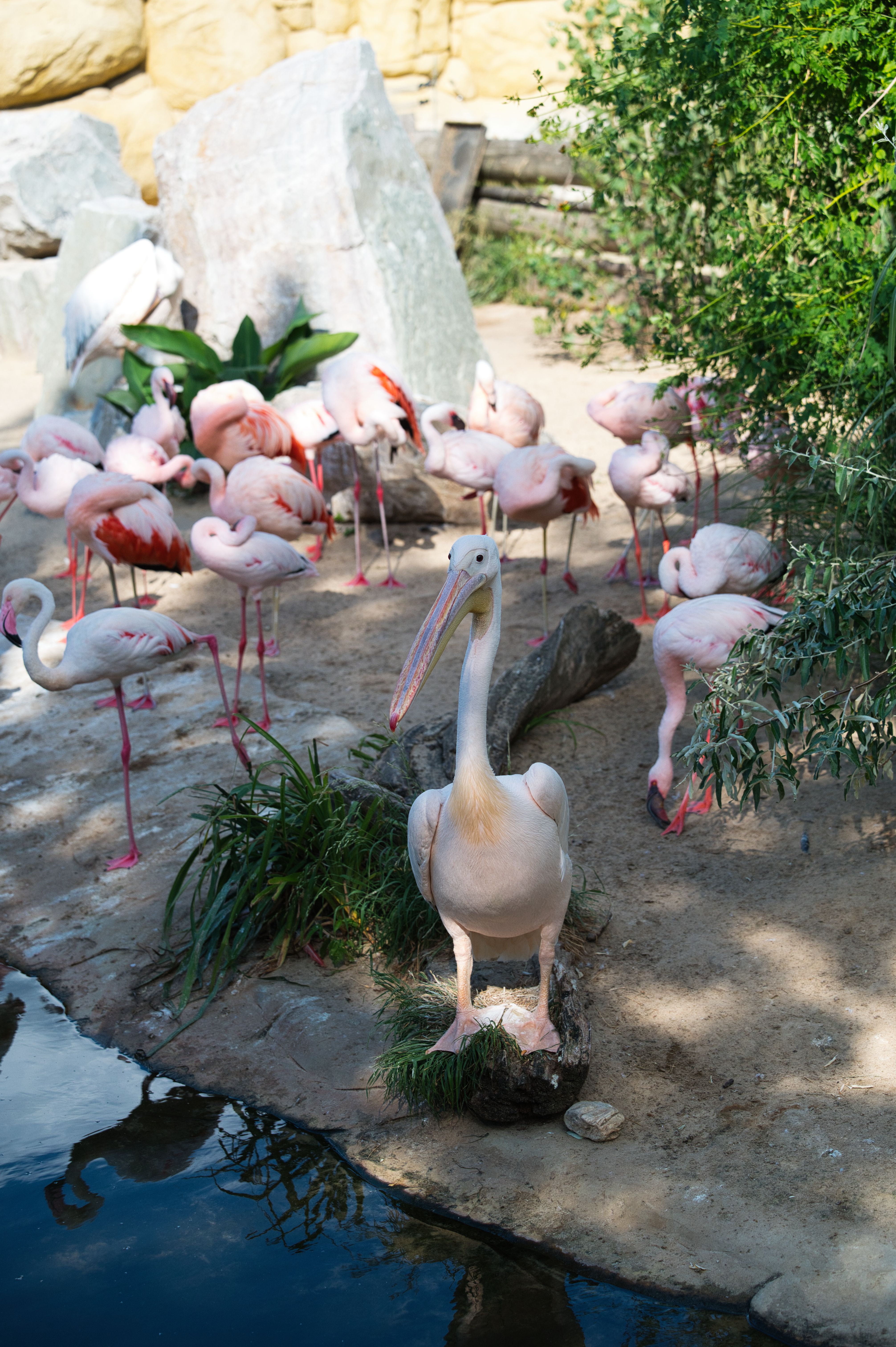 Pelican and Flamingos in Natural Habitat · Free Stock Photo