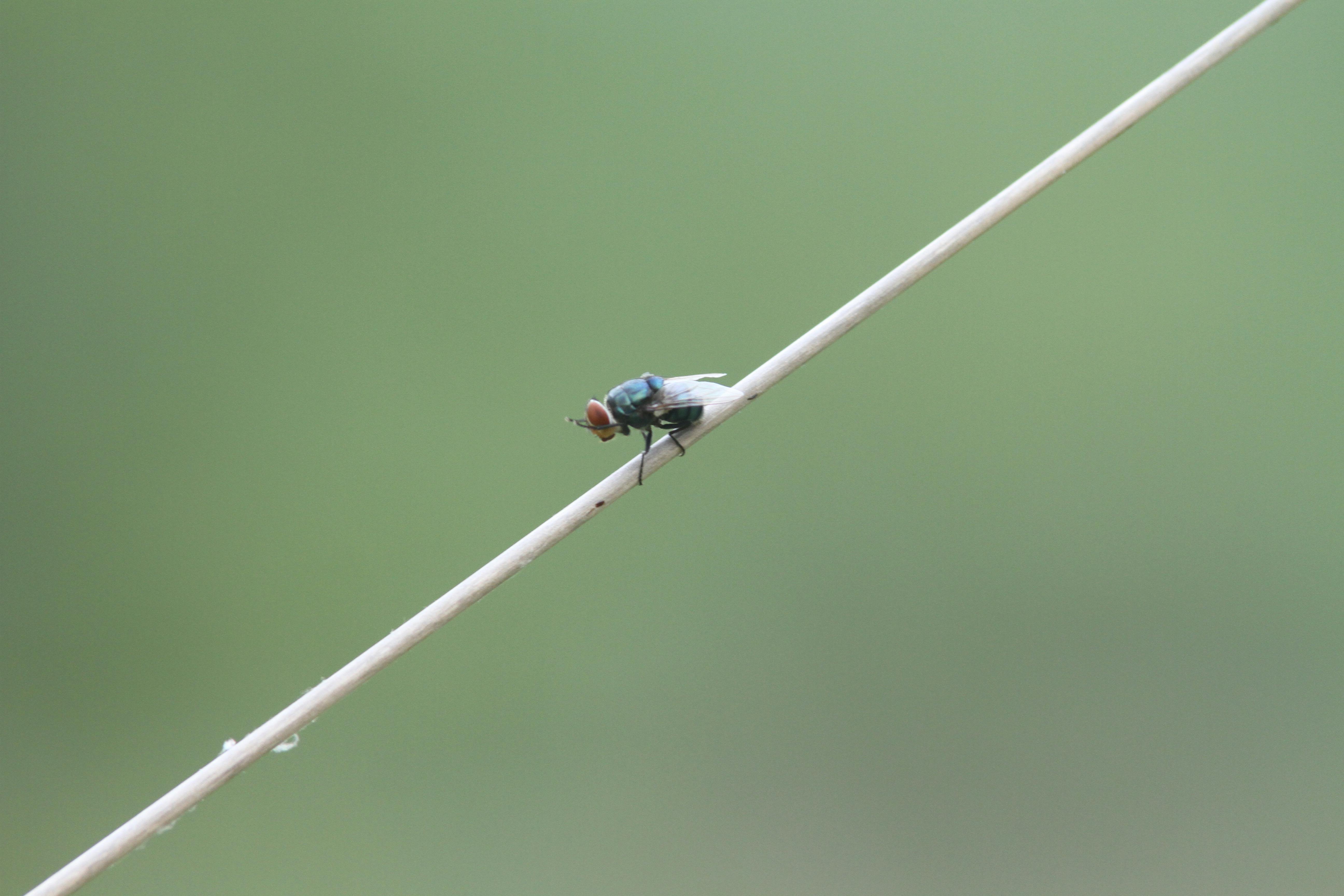 Wednesday+Fall+Images Photos, Download The BEST Free Wednesday+Fall ...