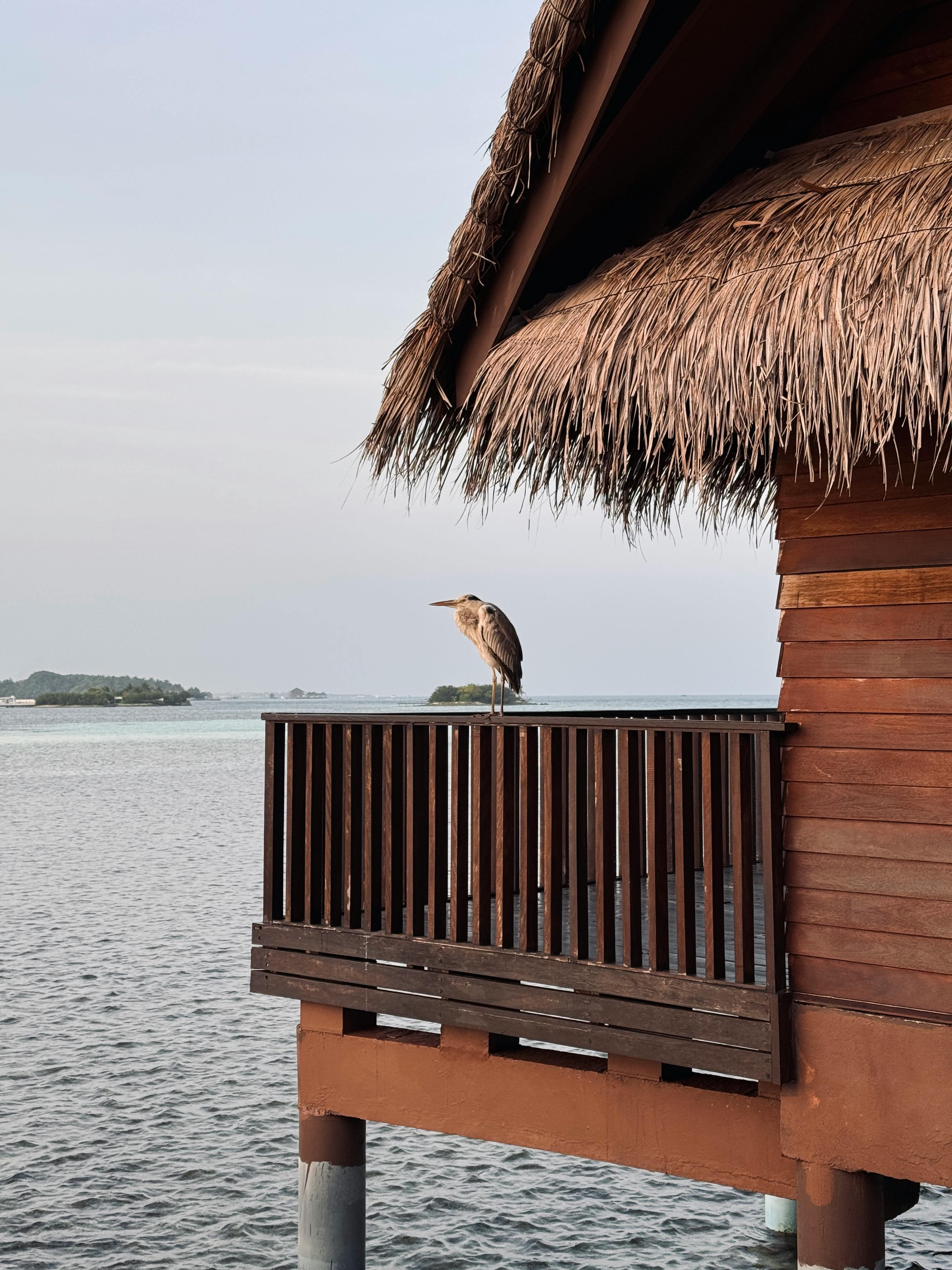 Heron on Tropical Bungalow Deck Overlooking Water · Free Stock Photo