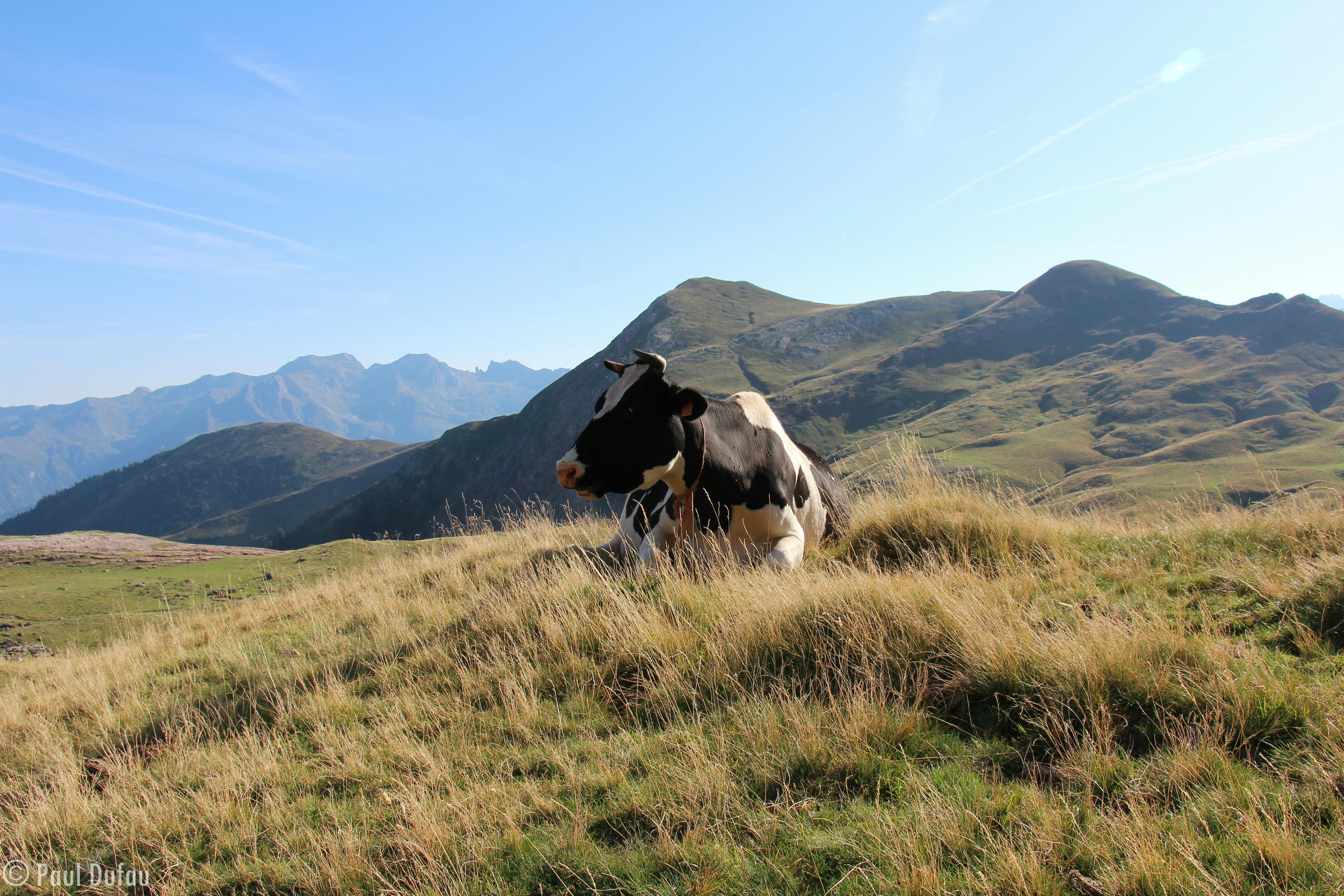 Free stock photo of beautiful, cow, landscape