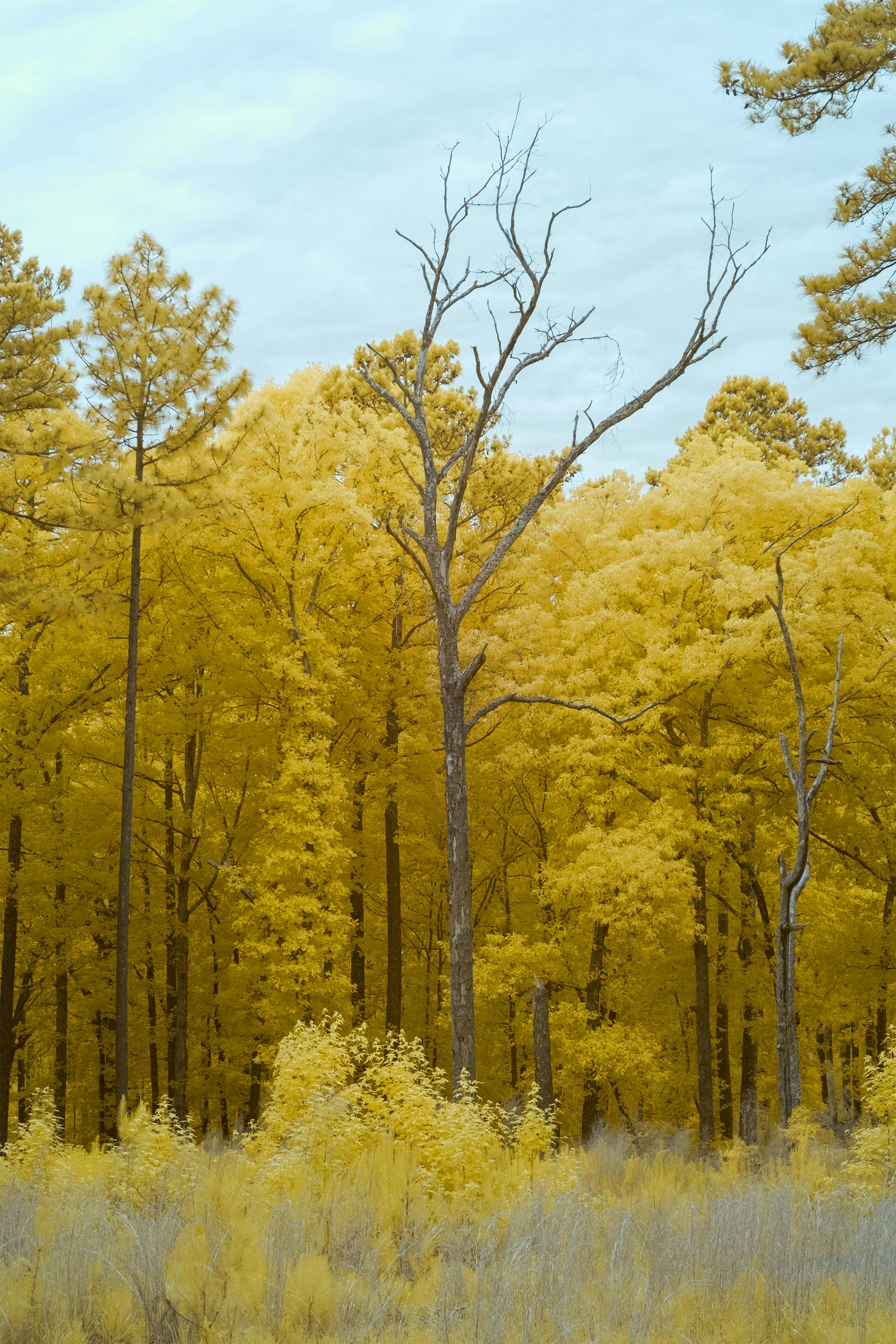 Among Us Photos, Download The BEST Free Among Us Stock Photos & HD Images