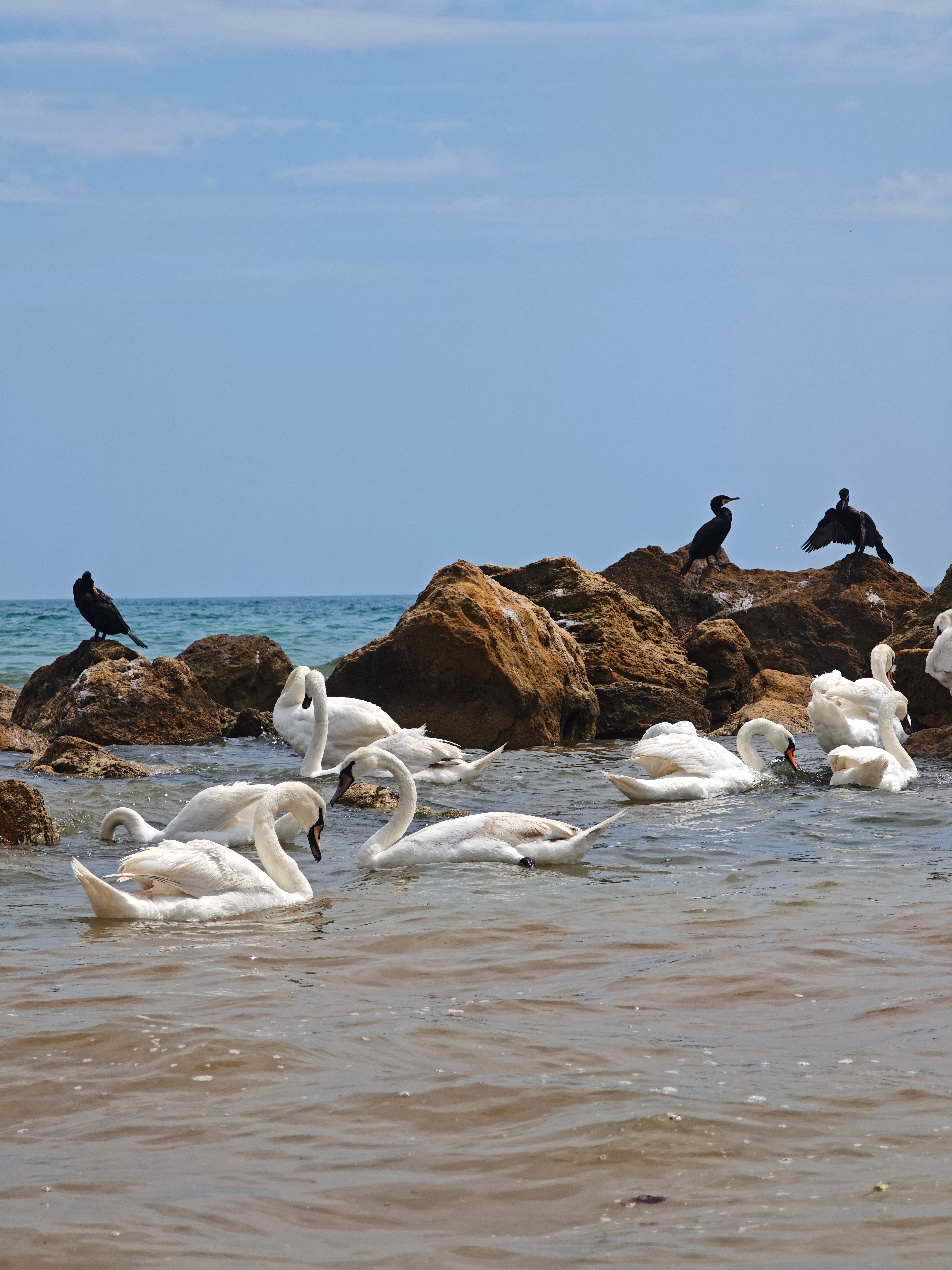 Terror Birds Photos, Download The BEST Free Terror Birds Stock Photos ...