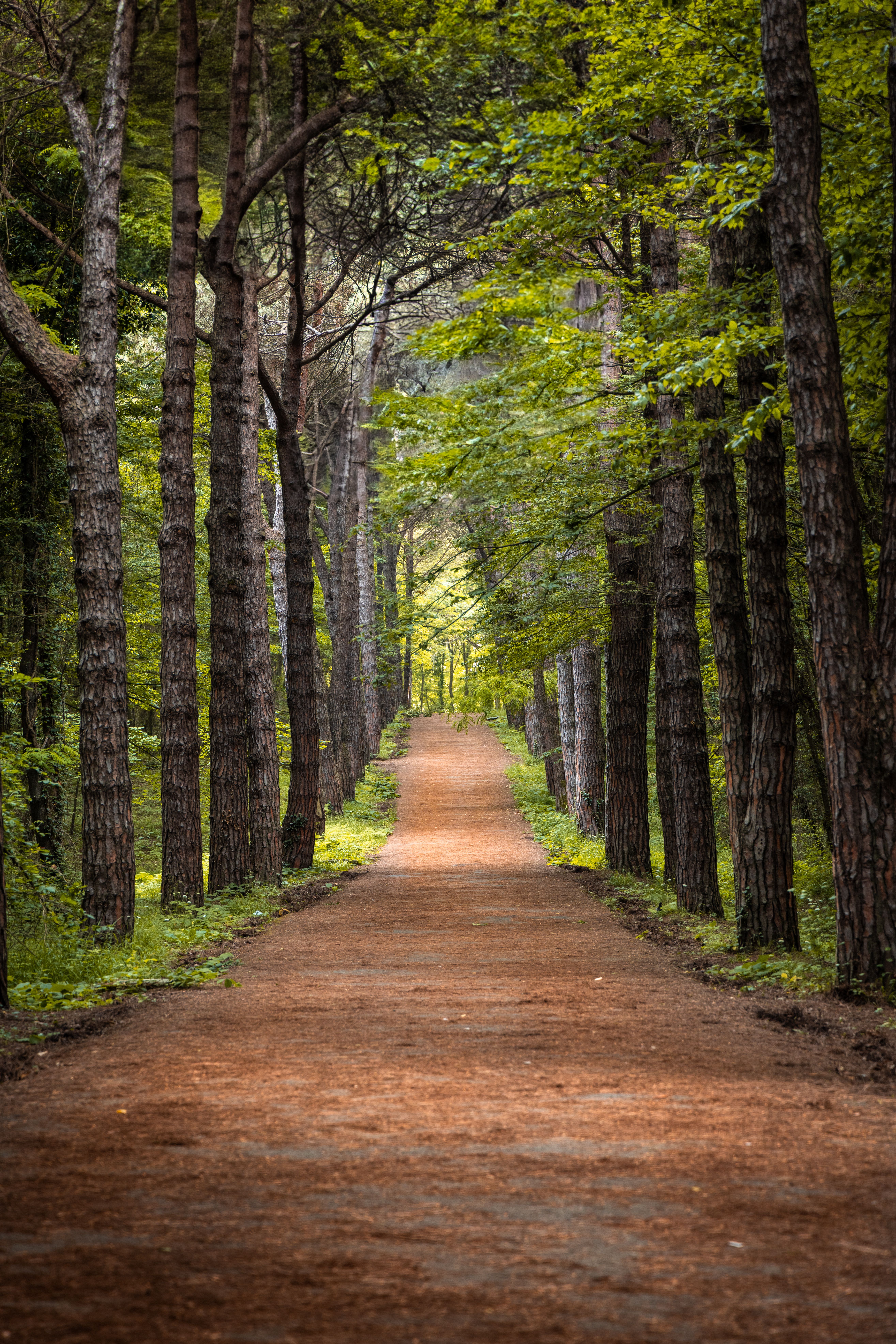 Serene Forest Pathway in İstanbul, Türkiye · Free Stock Photo