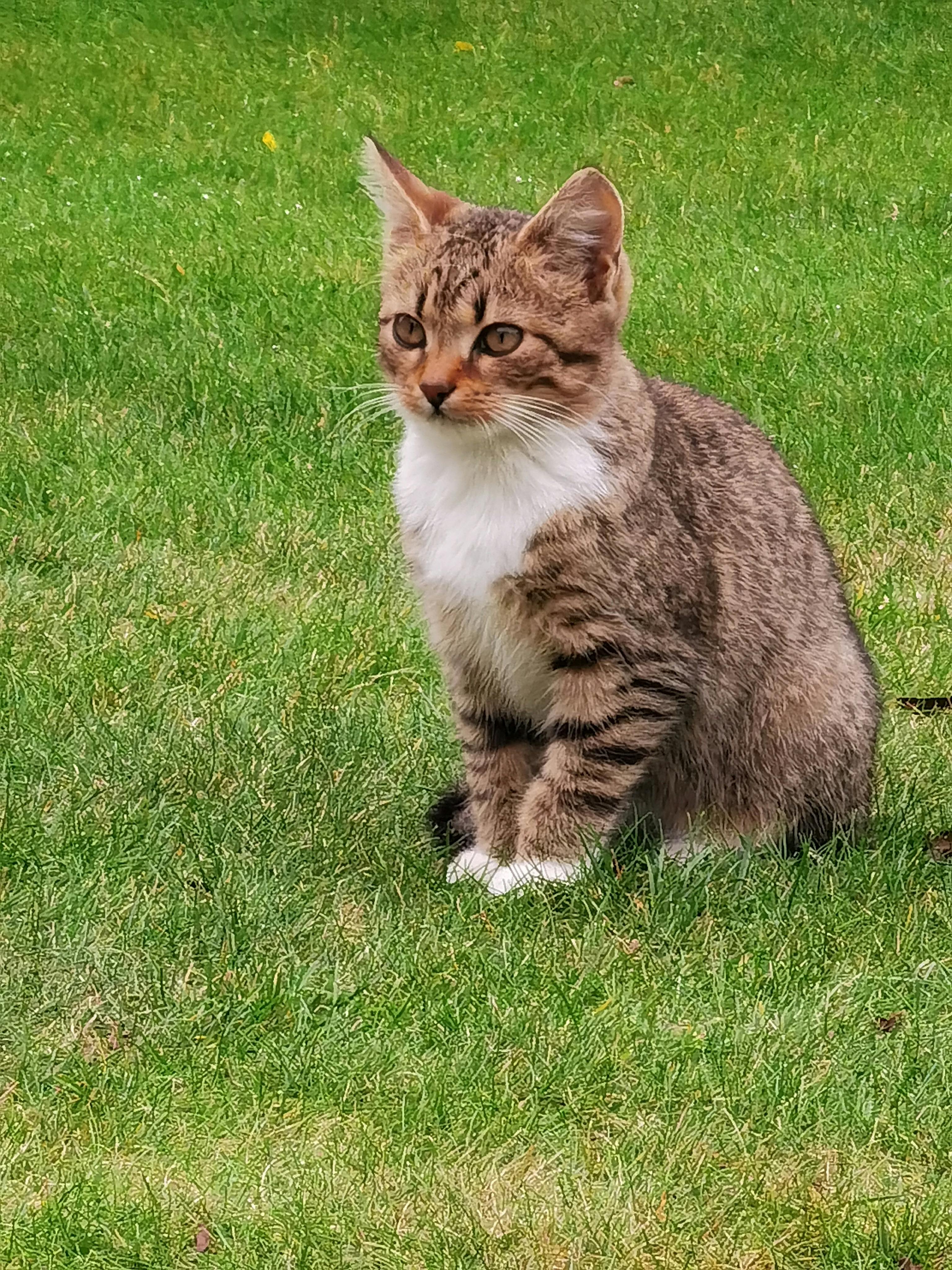 Cute Kitten Photos, Download The BEST Free Cute Kitten Stock Photos ...