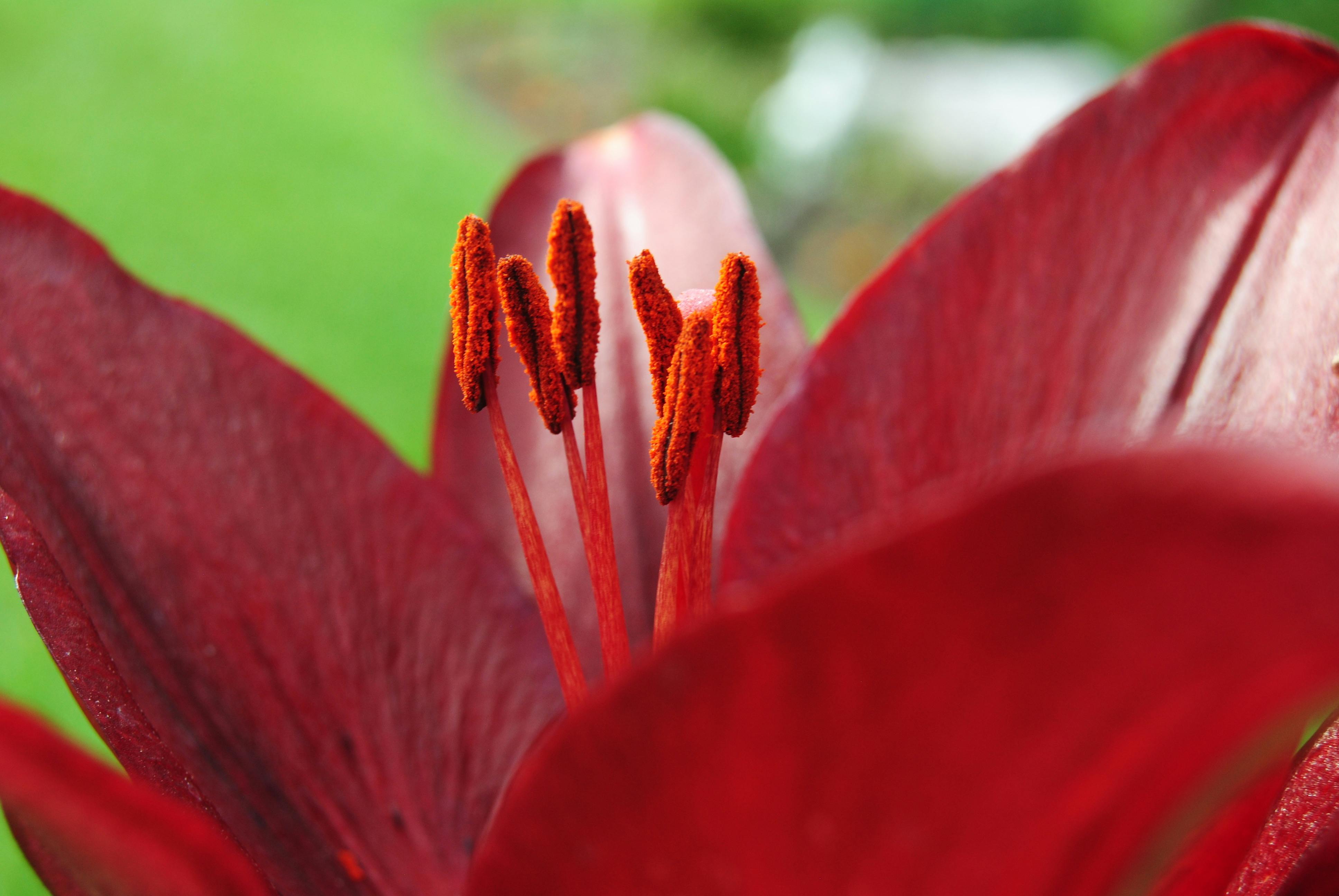 Lilium Photos, Download The BEST Free Lilium Stock Photos & HD Images