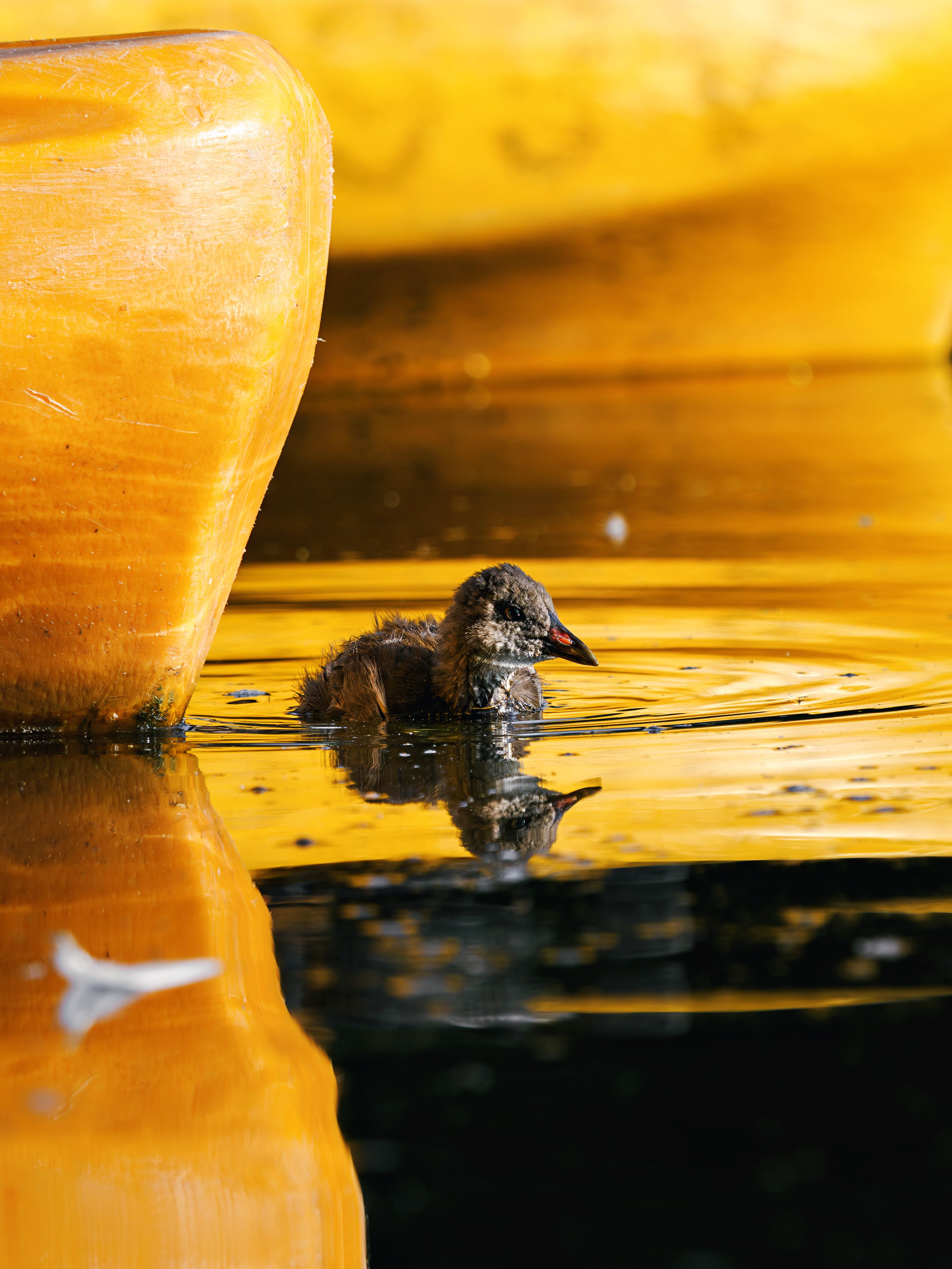 Duckling Swimming Near Yellow Paddle Boat · Free Stock Photo