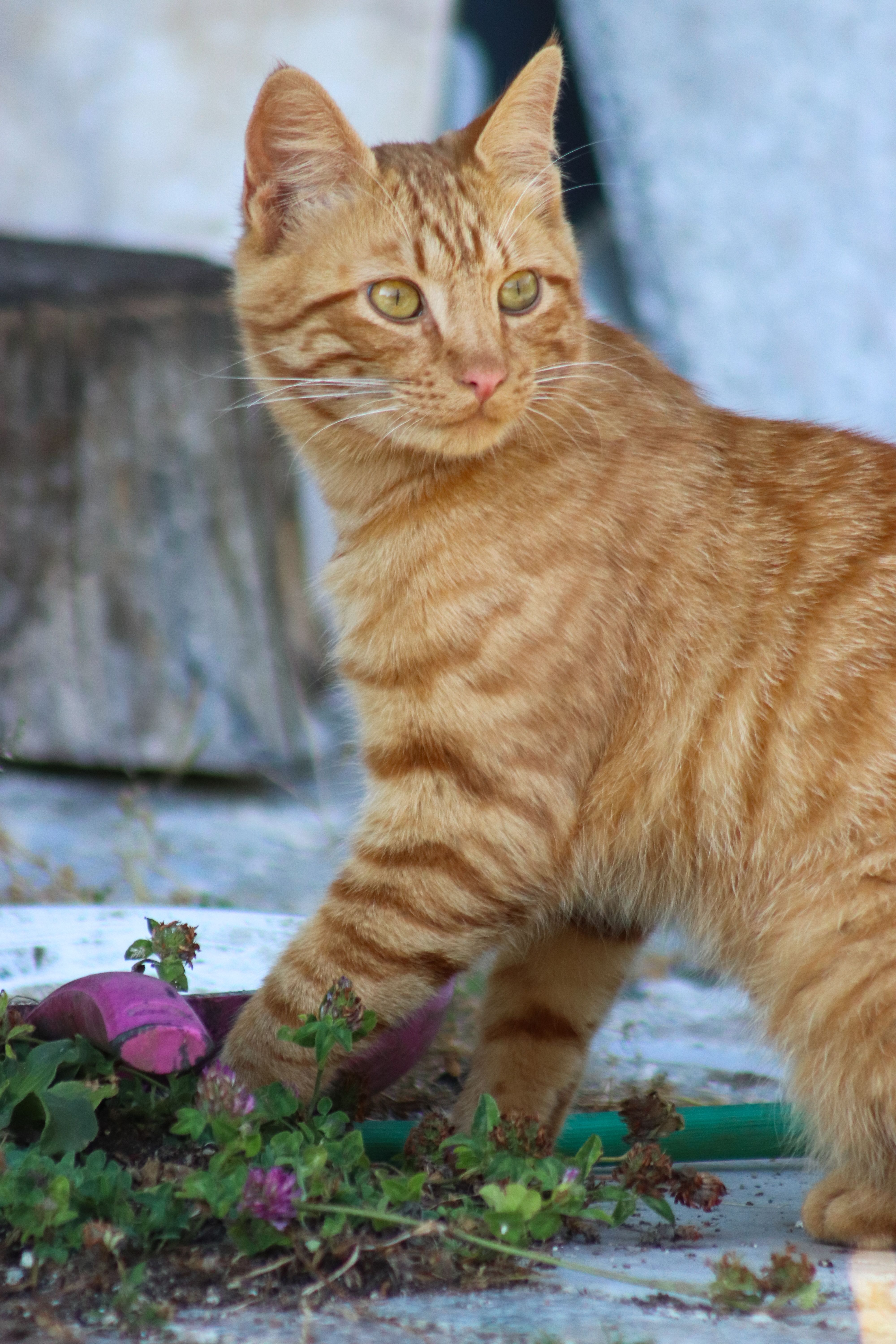 Tabby Cat Photos, Download The BEST Free Tabby Cat Stock Photos & HD Images