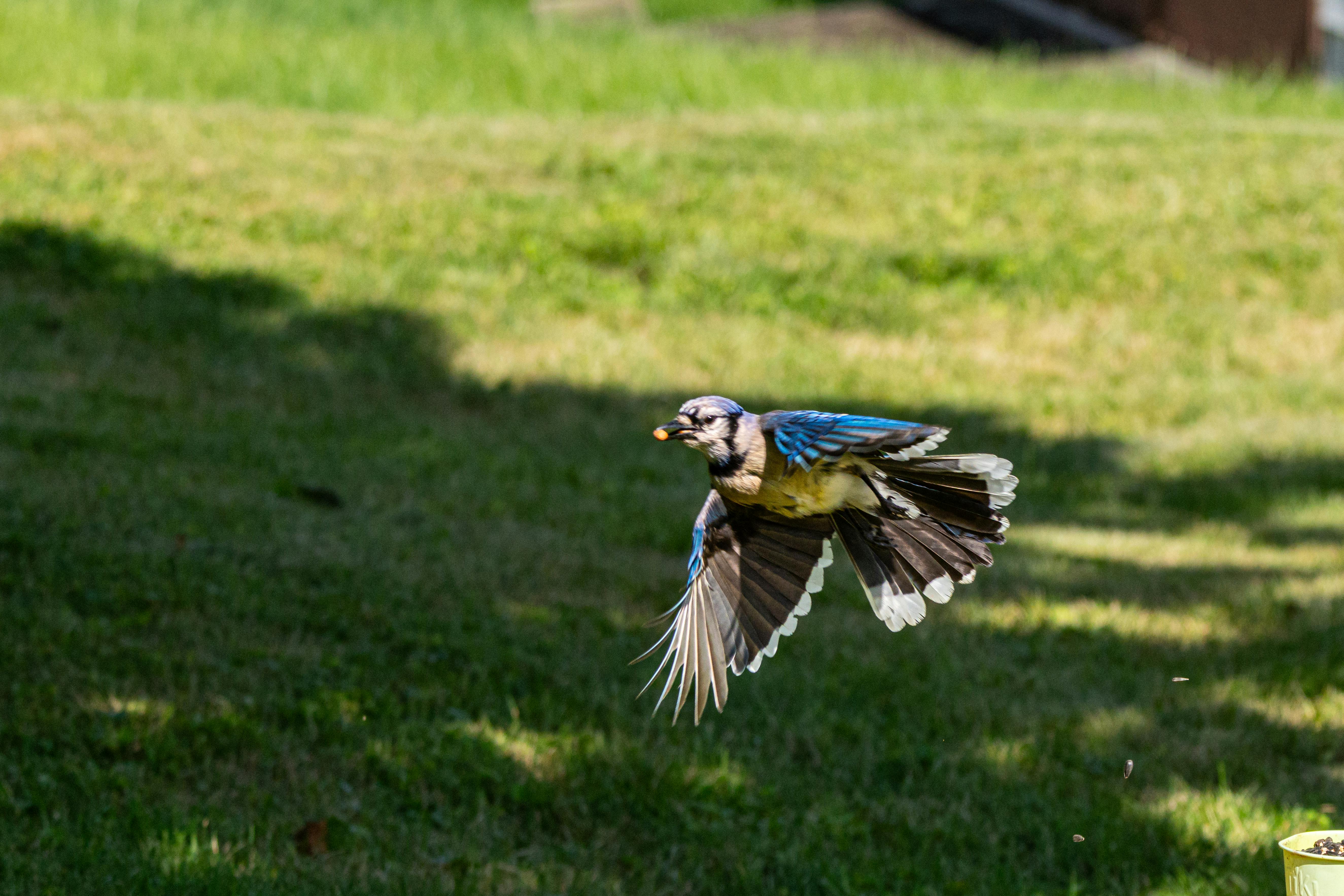 Blue Jay in Flight Over Green Lawn in Pennsylvania · Free Stock Photo