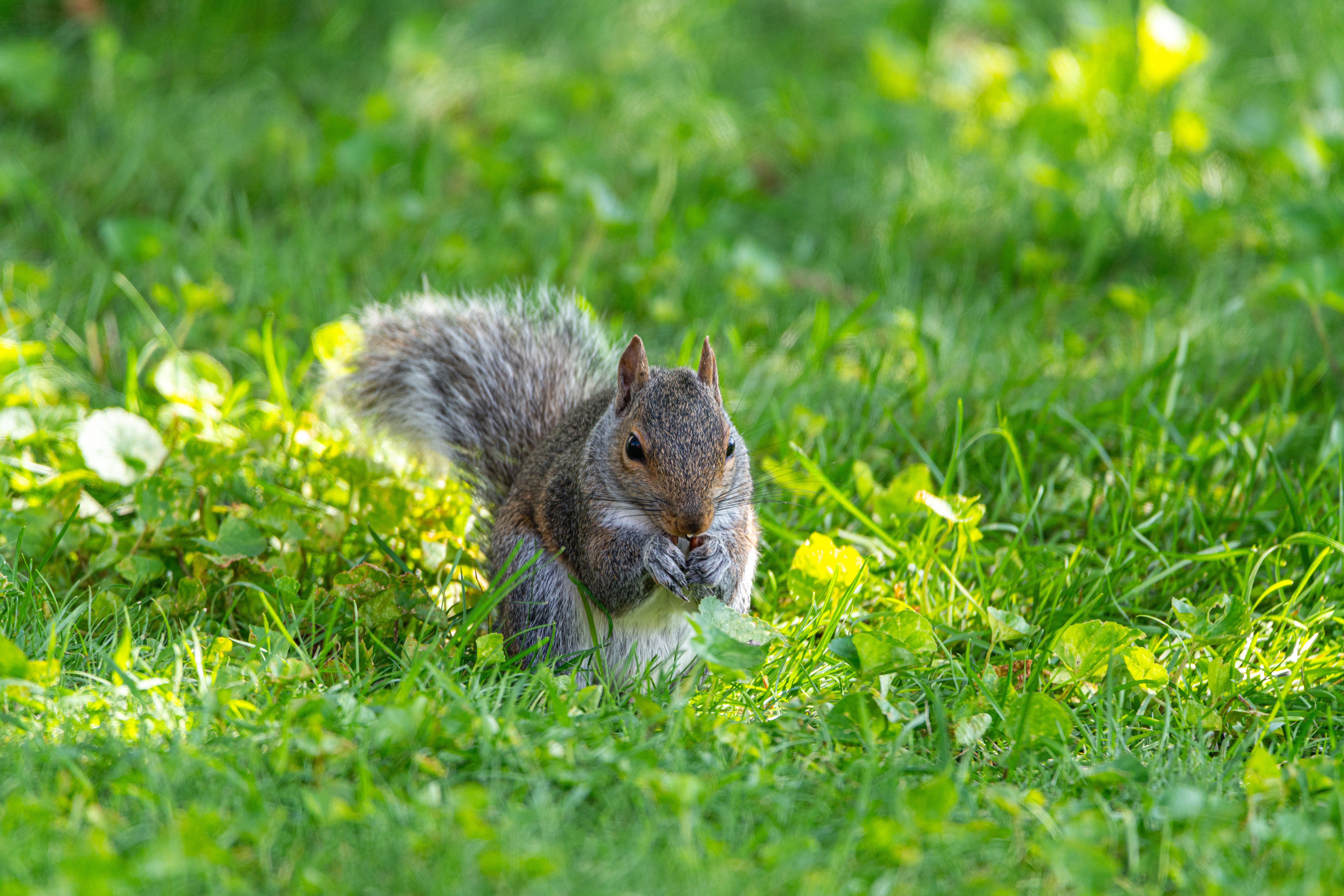Gray Squirrel in Lush Green Park · Free Stock Photo